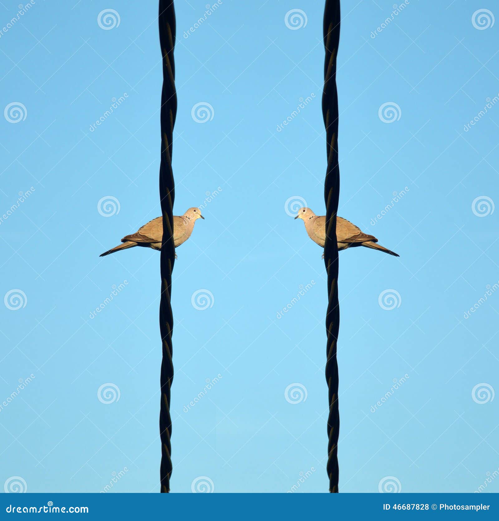 Two Birds on a Electric Wire Stock Photo - Image of africa, climate ...