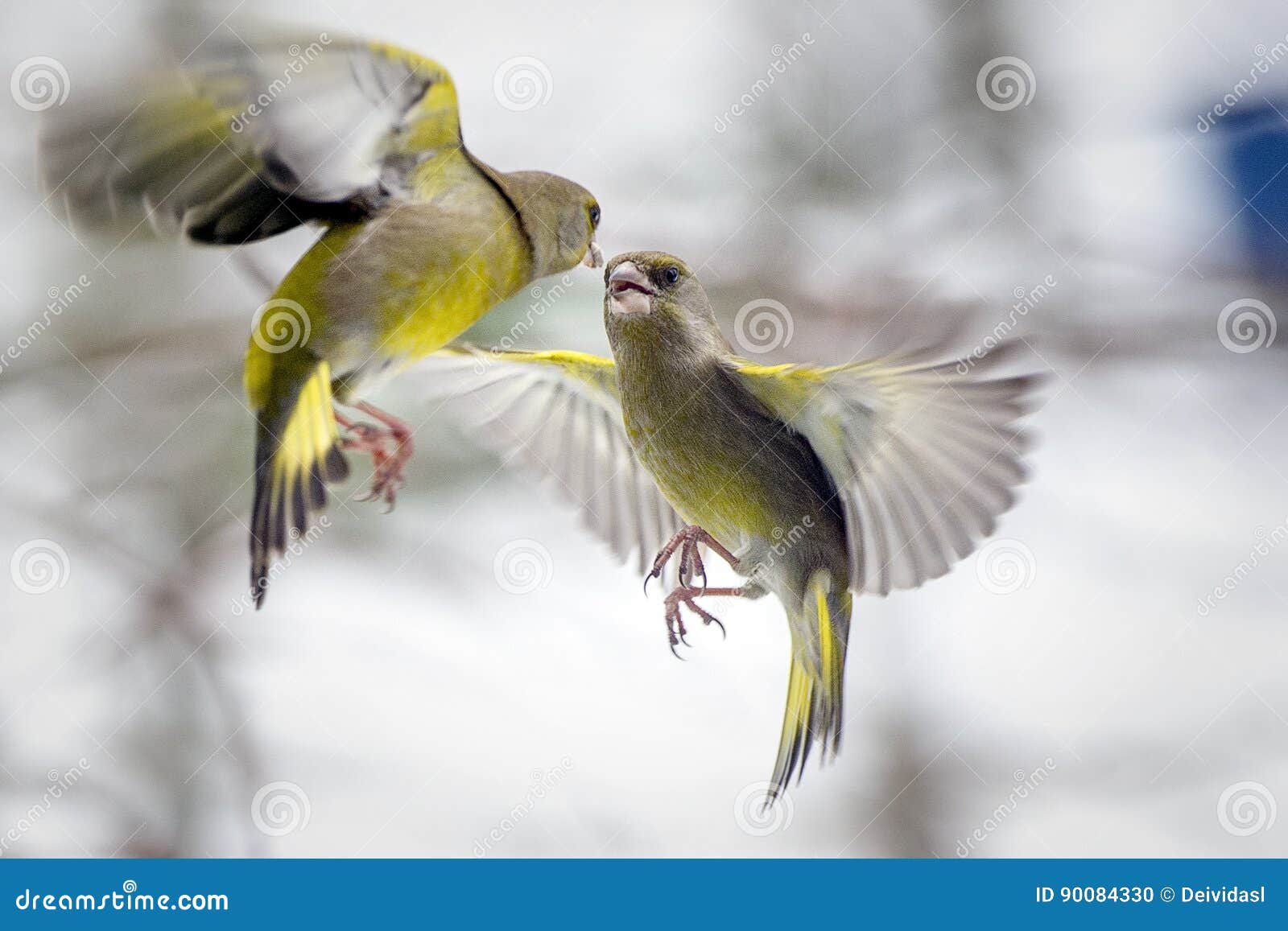 Two Birds Fighting in Flight Stock Photo - Image of garden, fighting ...