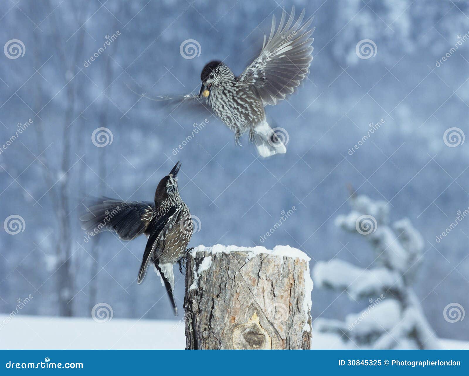 Two Birds Fighting for Food in Winter Stock Image - Image of outside ...
