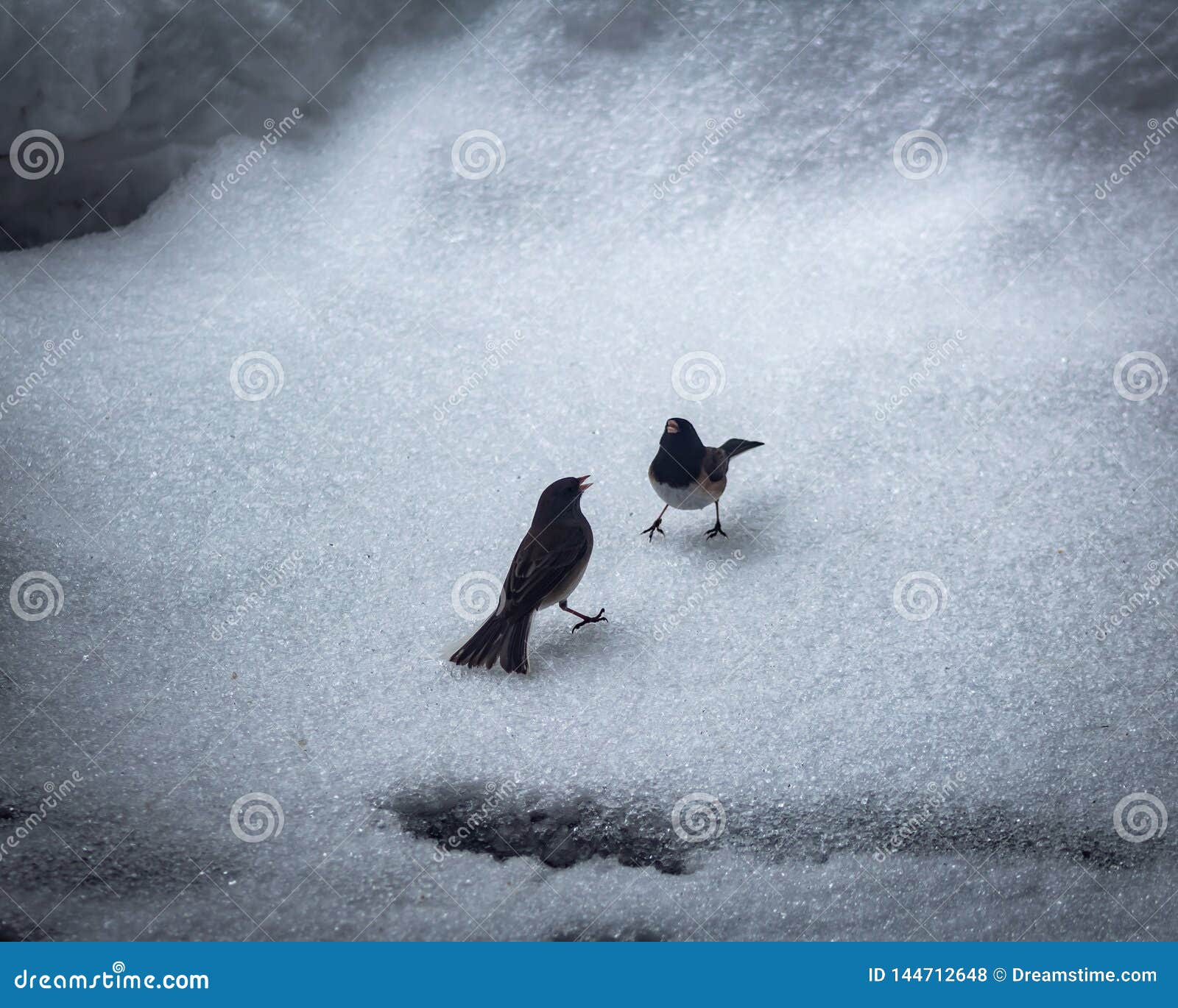 Two birds fighting in snow stock photo. Image of couple - 144712648