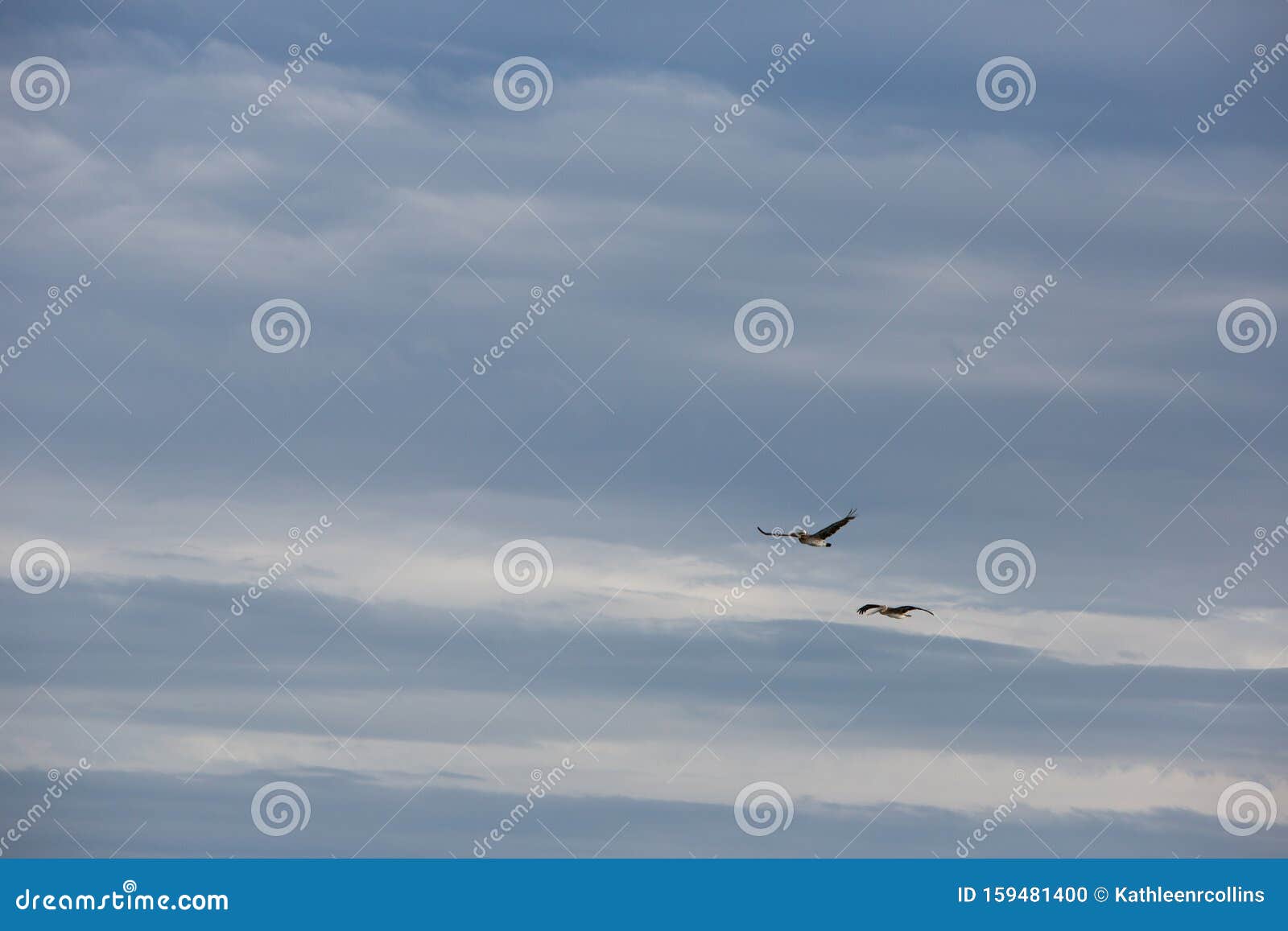 Two Birds Flying Blue Cloudy Sky Stock Photo - Image of daytime, single ...