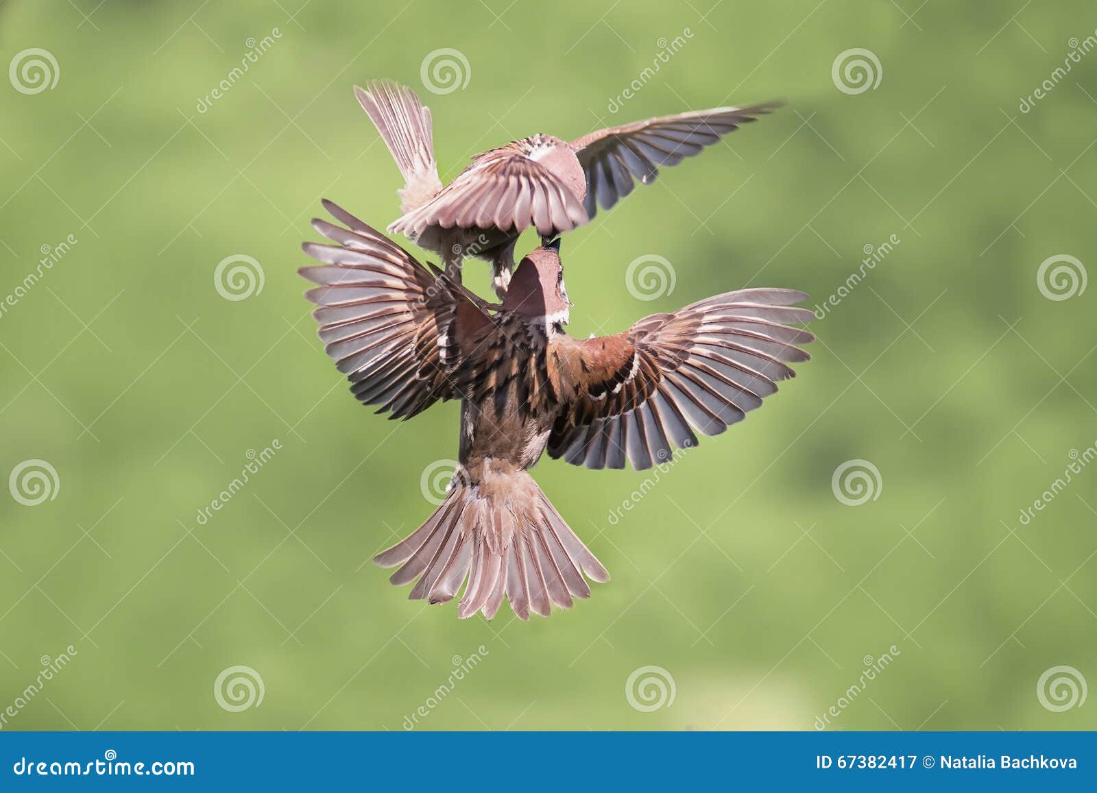 Two birds fly Sparrow stock image. Image of view, sunny - 67382417