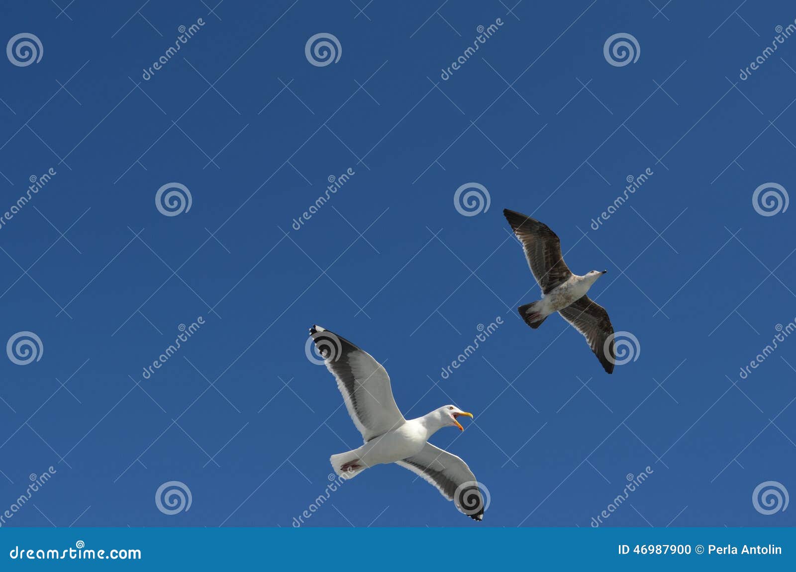 Two birds flying stock photo. Image of animals, blue - 46987900