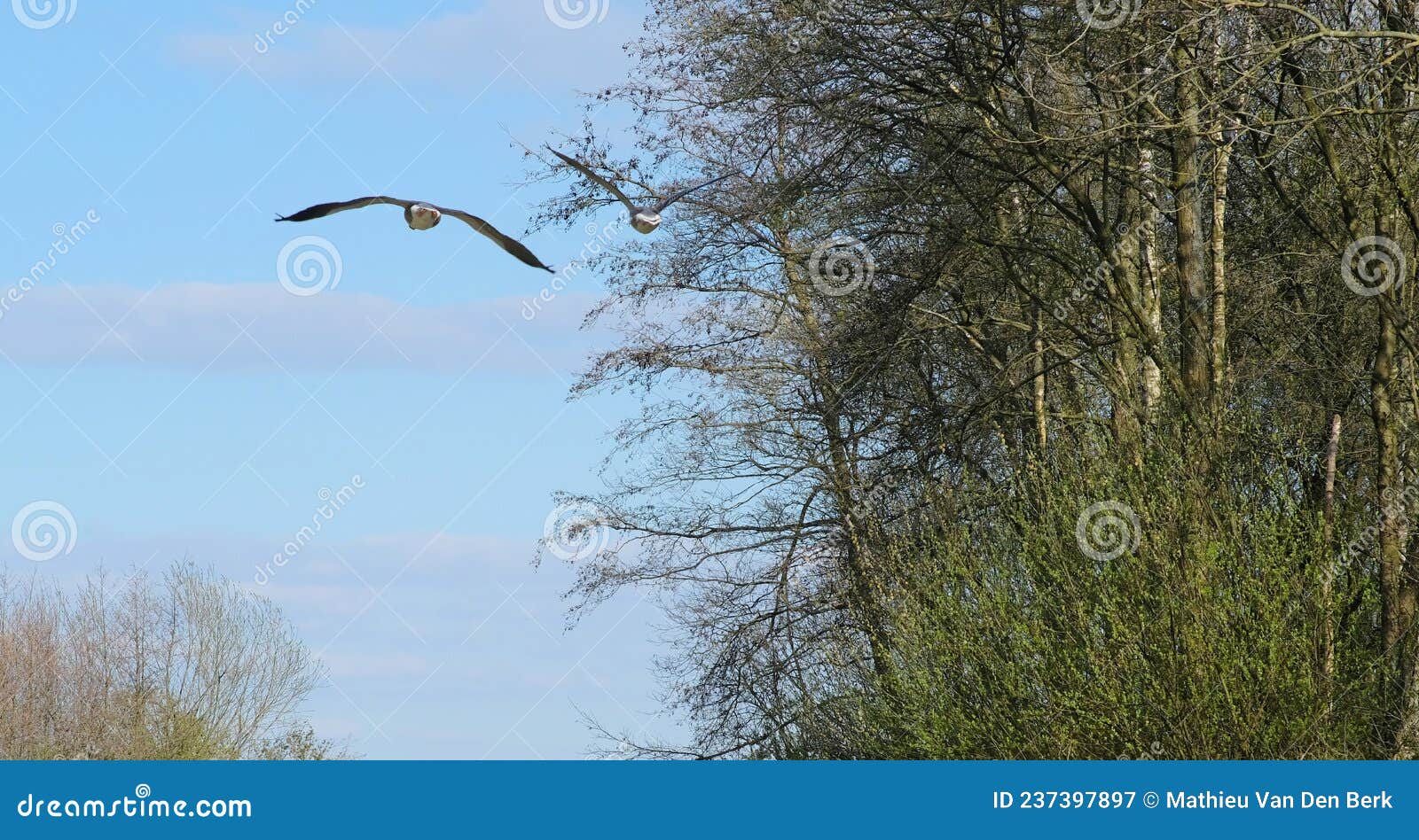 Two Birds Flying Over a River Against a Blue Sky Stock Image - Image of ...