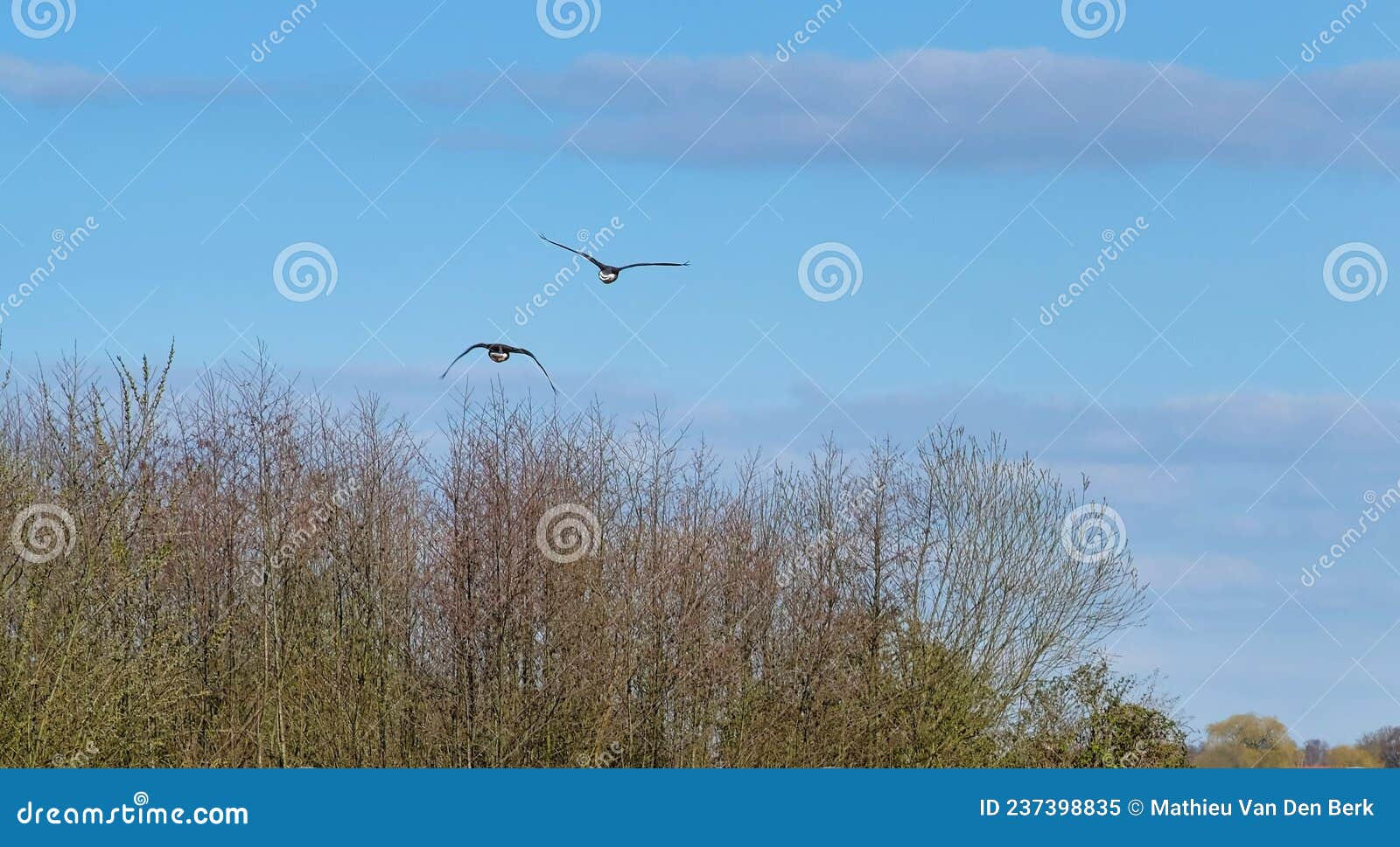 Two Birds Flying Over a River Against a Blue Sky Stock Image - Image of ...