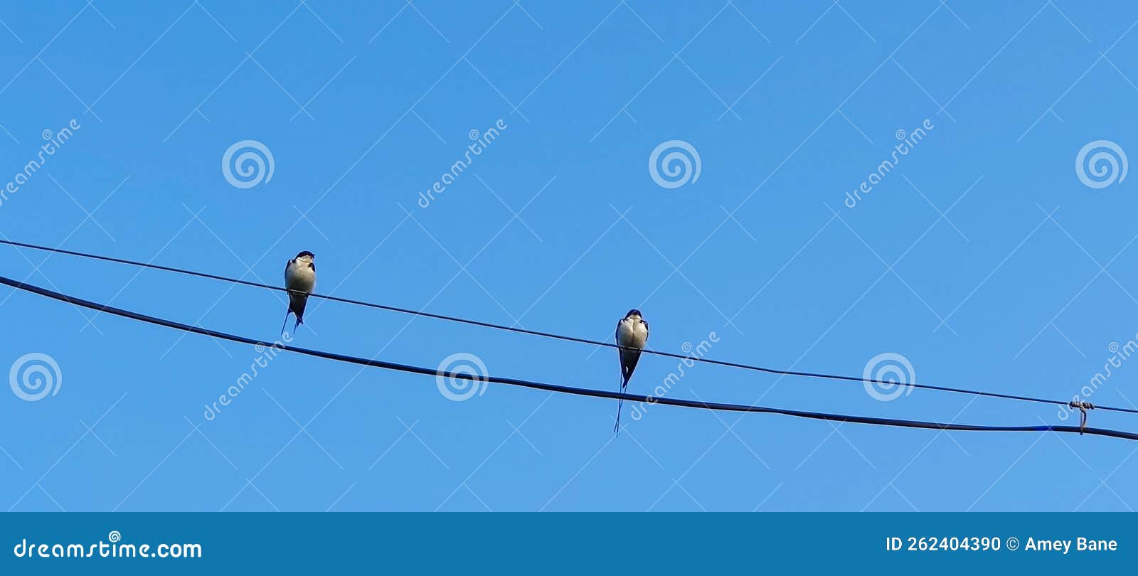 Two Birds Hanging on the Electric Wires. Stock Photo - Image of wire ...