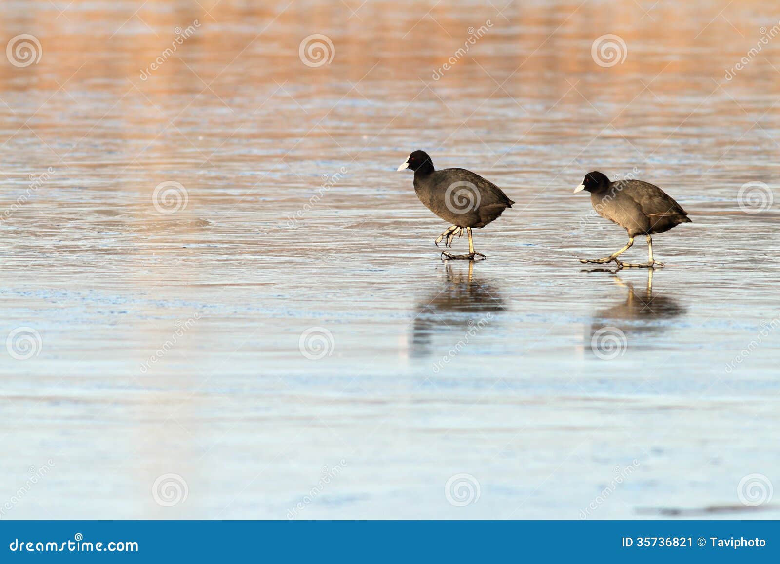 Two birds on ice stock image. Image of nature, feathered - 35736821
