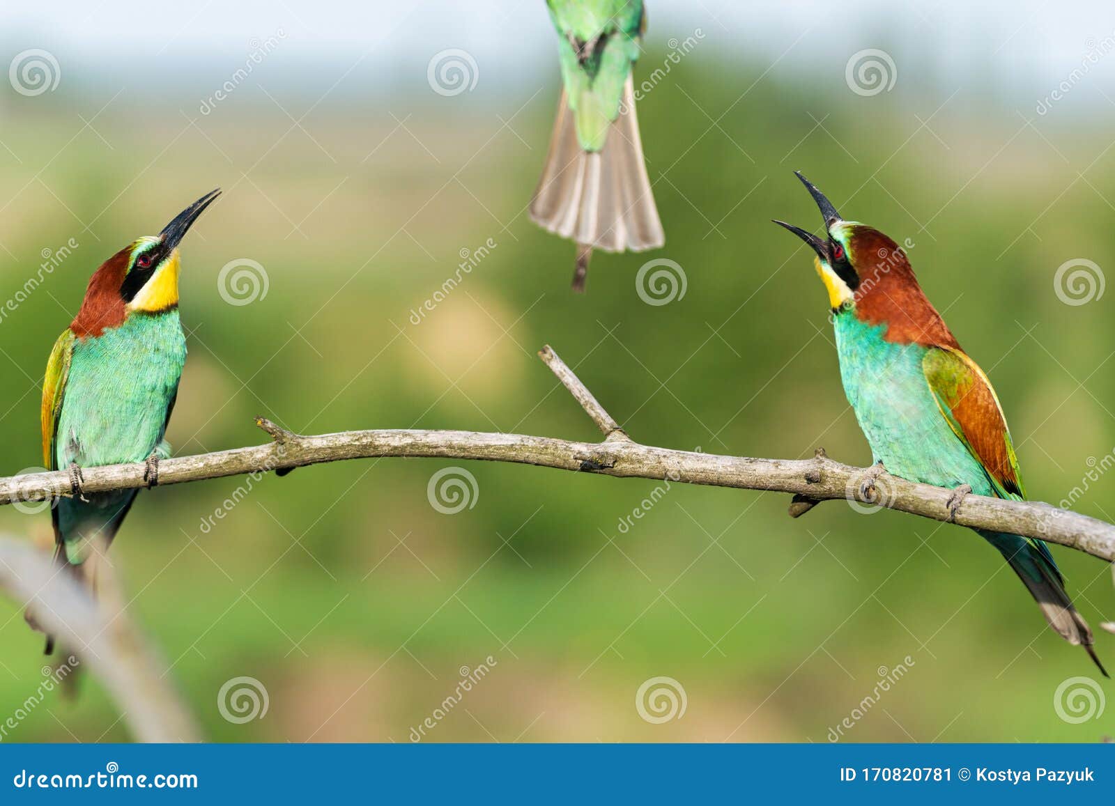Two Birds Look Up at the Tail of the Third Bird Stock Image - Image of ...