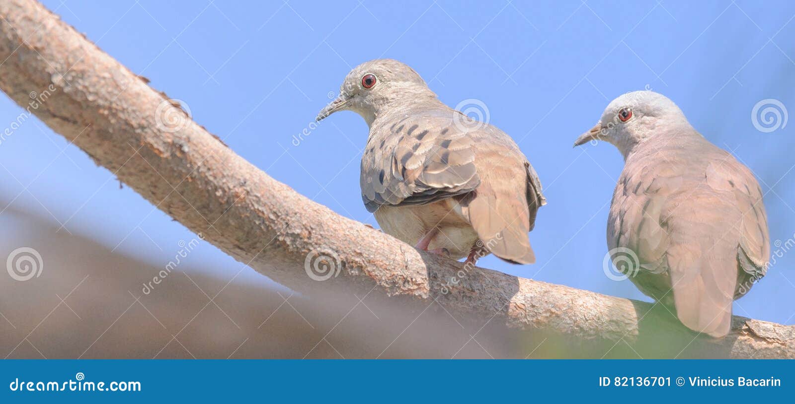 Two Birds Looking Back Landed on a Tree Branch Stock Image - Image of ...