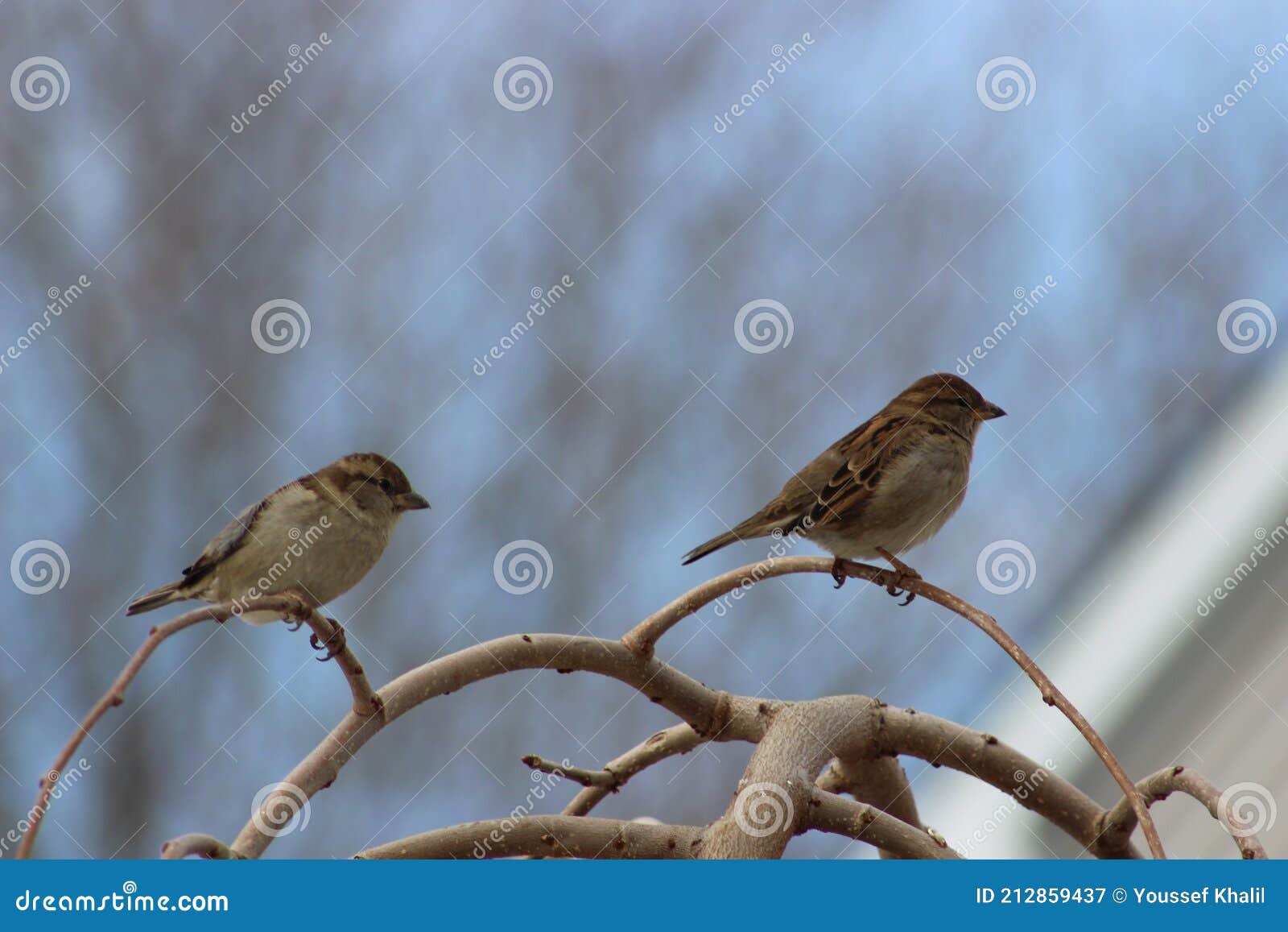 Two Birds Looking in the Same Direction As If they Were Waiting for ...