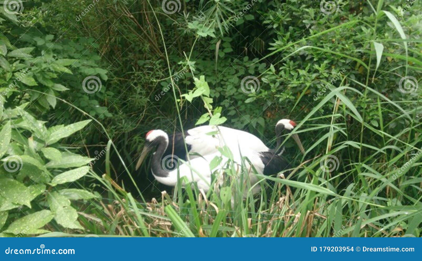 Two birds in nature stock photo. Image of green, birds - 179203954