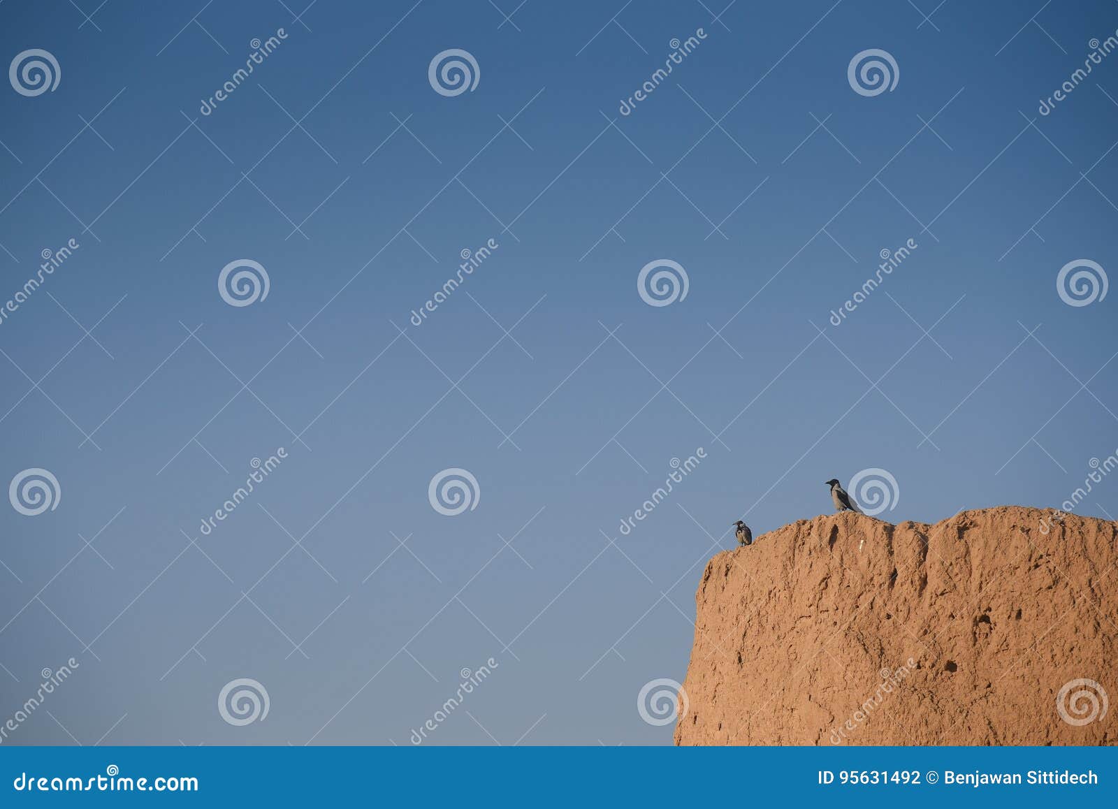Two Birds Perch on Clay Wall Stock Photo - Image of brown, wing: 95631492