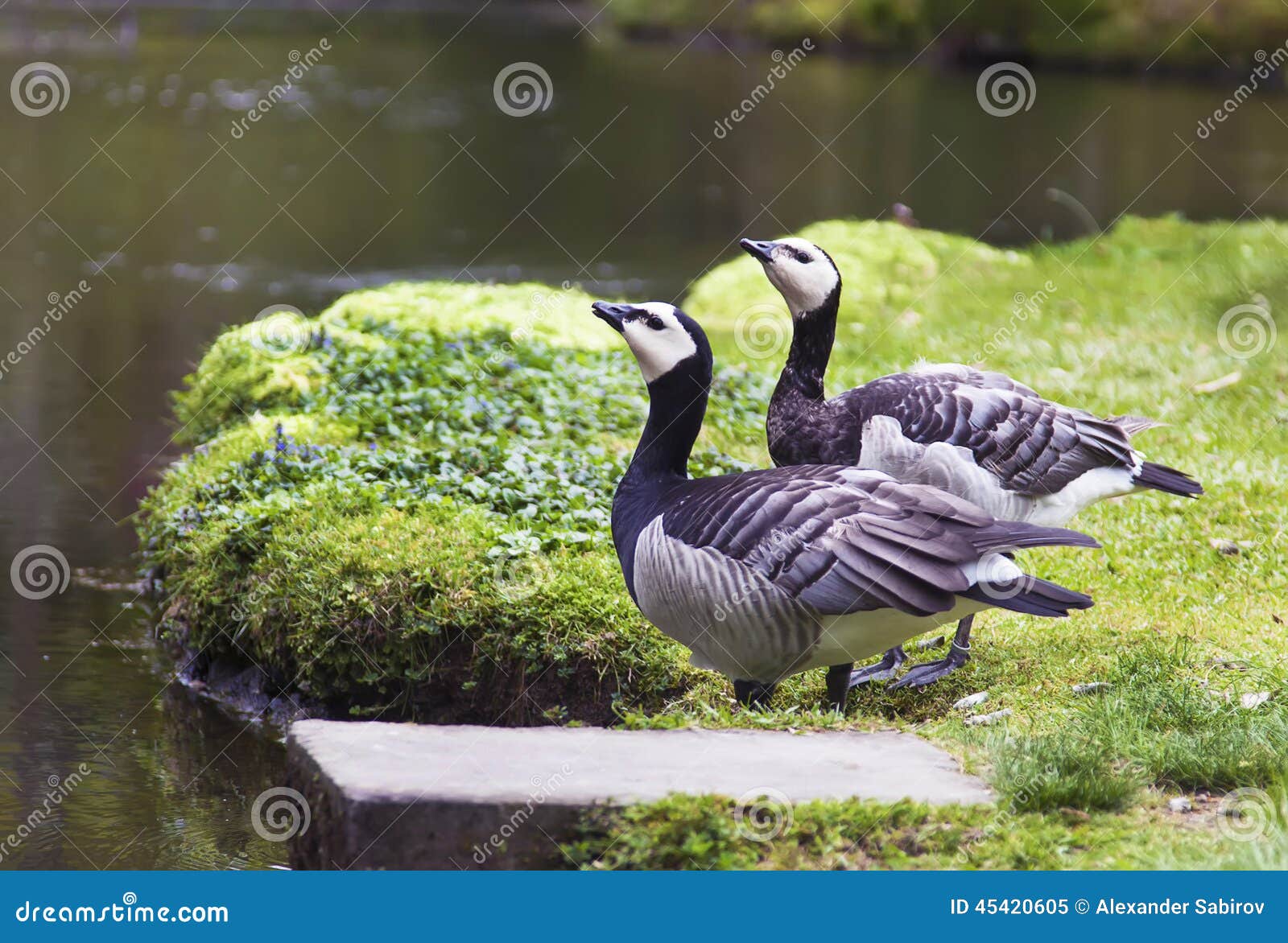 Two birds on a pond stock image. Image of feather, travel - 45420605