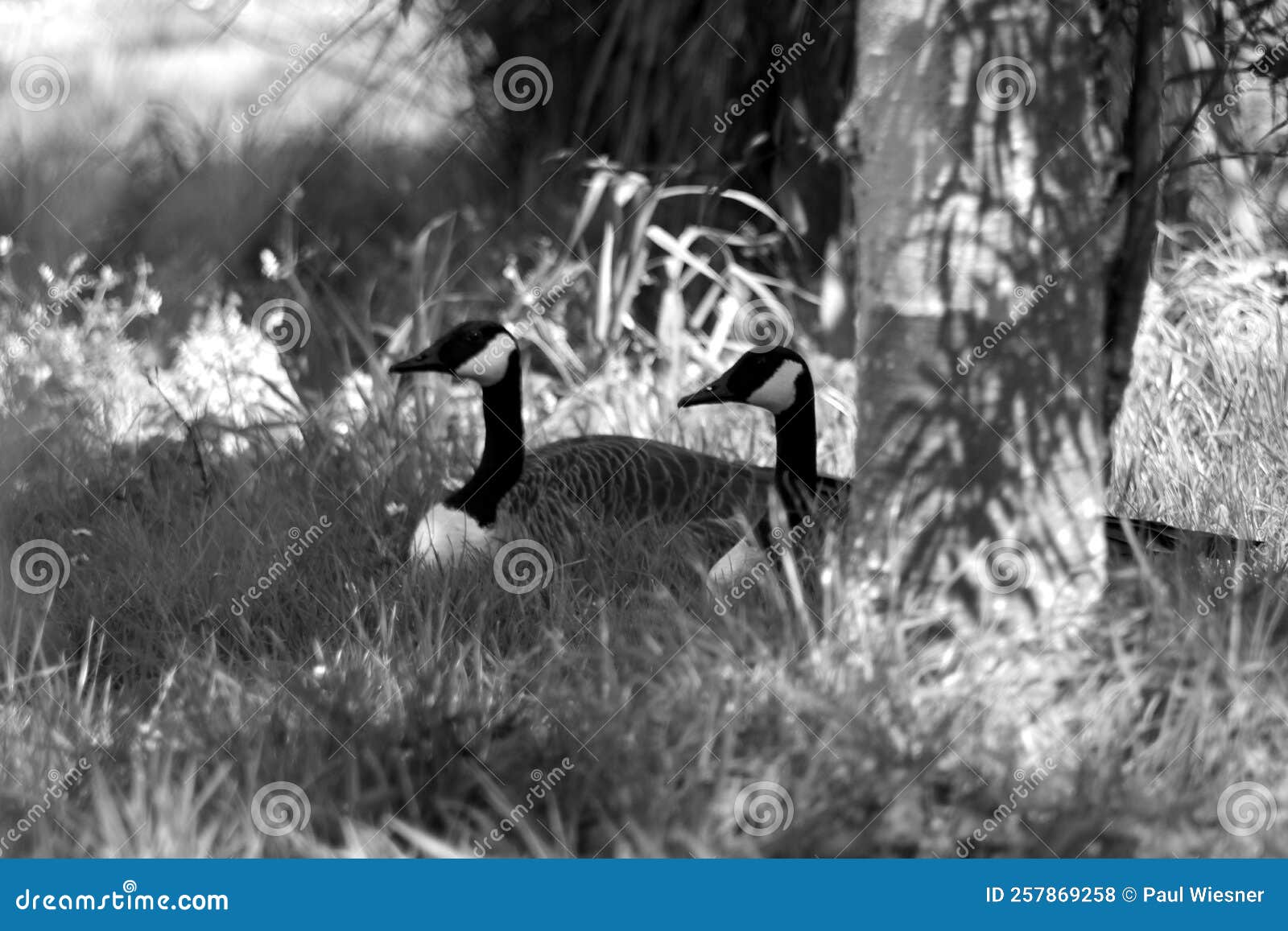 Two Birds Resting Under Trees in the Shad Stock Photo - Image of nature ...