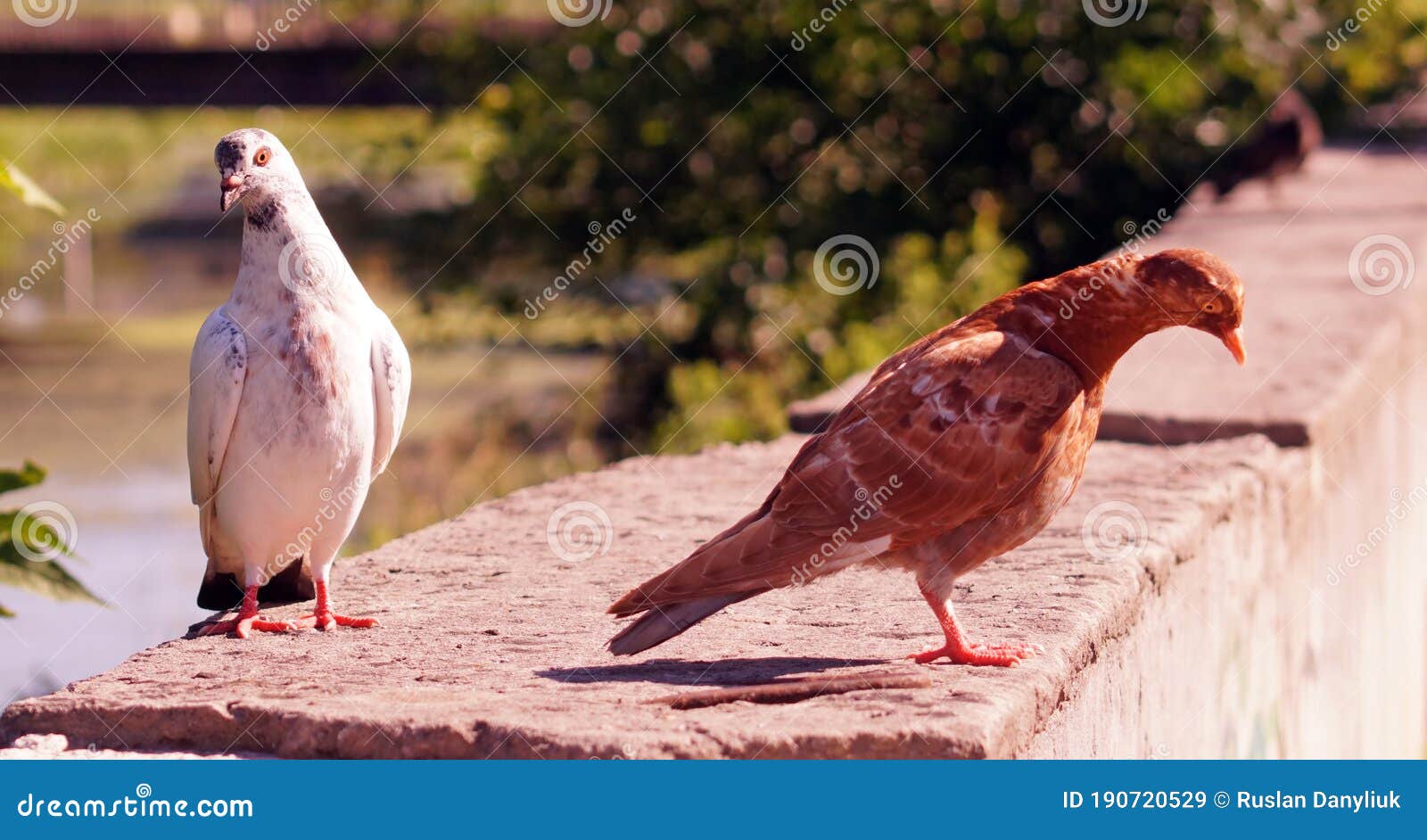 Two Birds on River Waterfront Stock Image - Image of couple, bird ...