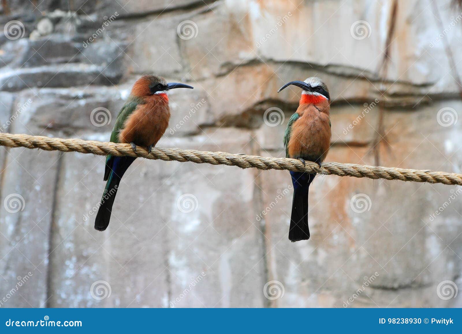 Two birds on a rope. stock photo. Image of beak, rope - 98238930