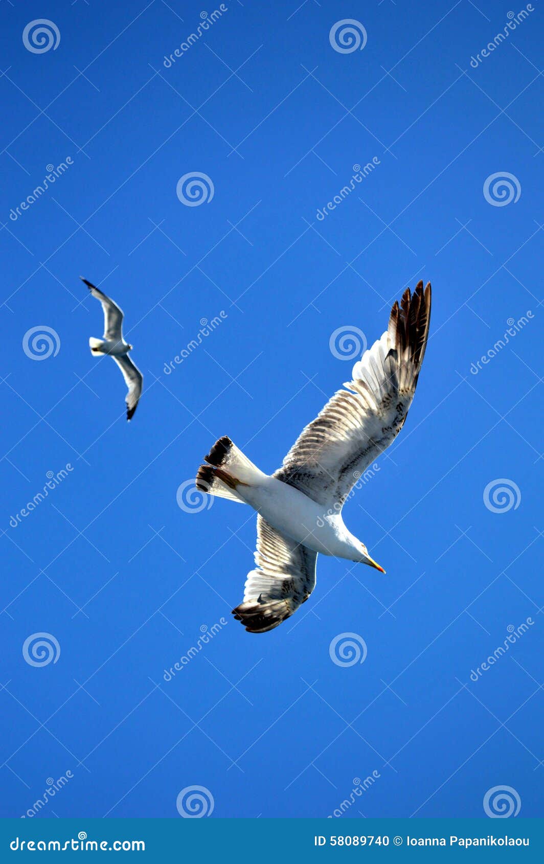 Two Birds Seagulls Flying in the Blue Sky Stock Photo - Image of sunny ...