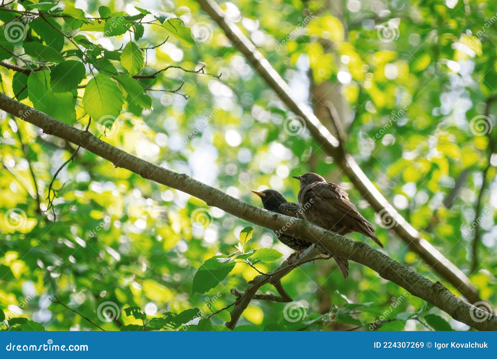 Two Birds Sitting on a Branch Stock Image - Image of little, sitting ...