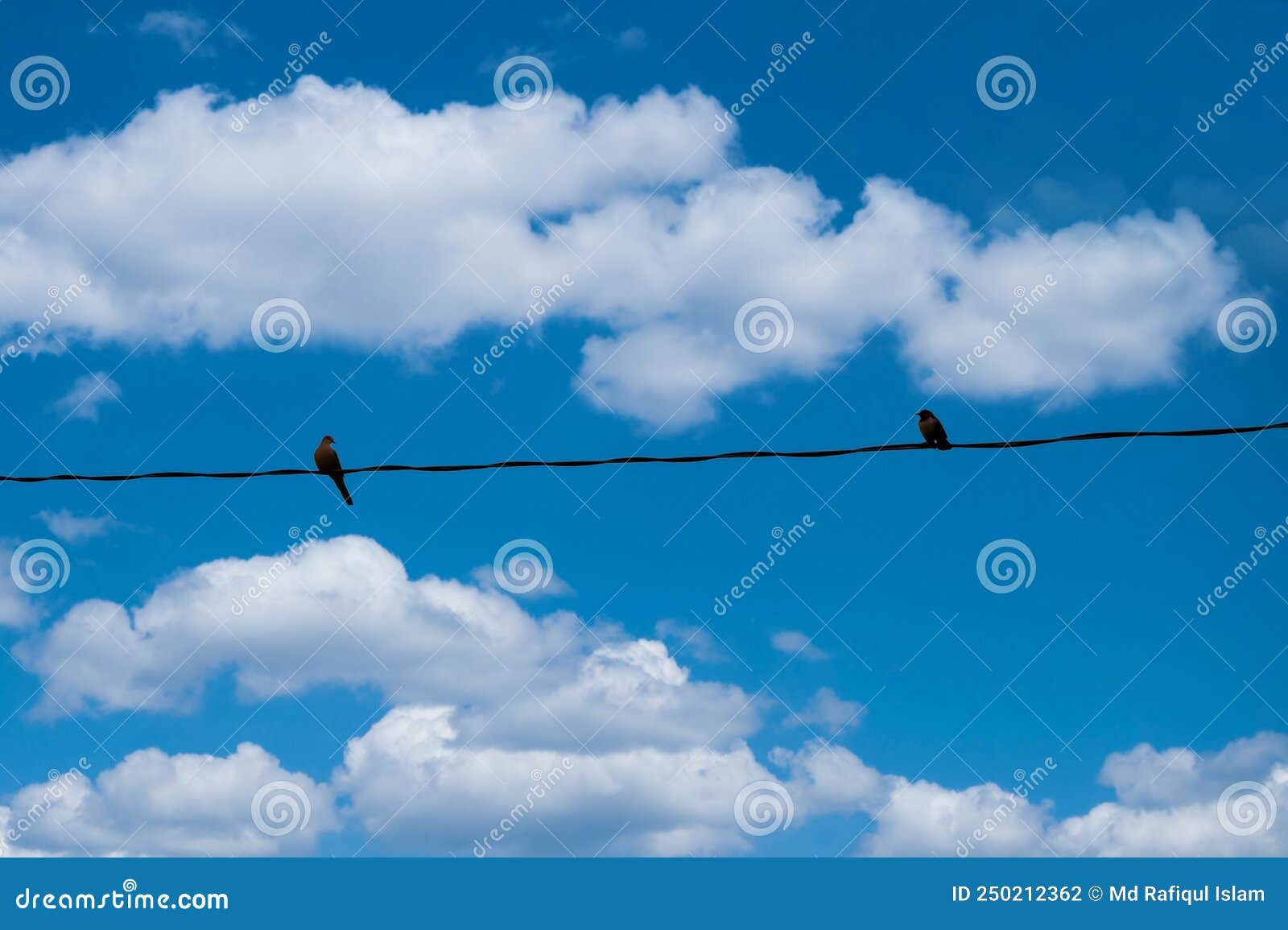 Two Birds are Sitting on the Electric Wire and Staring at Each Other ...