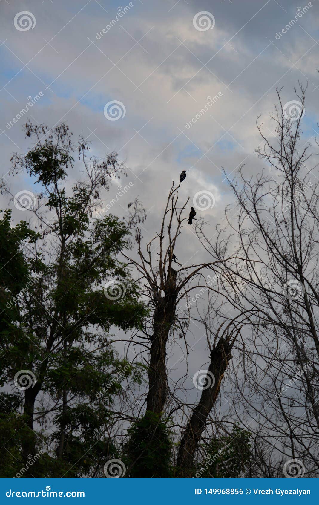 Two Birds are Sitting on a Tree Stock Photo - Image of autumn, tree ...