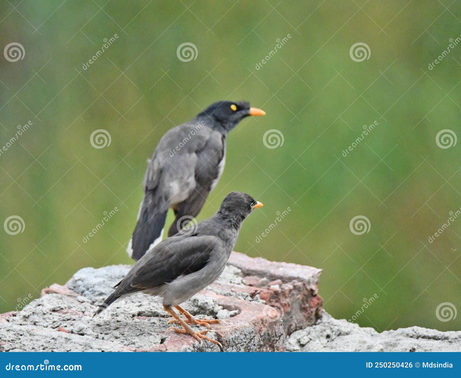 Beautiful small birds stock photo. Image of environment - 250250426