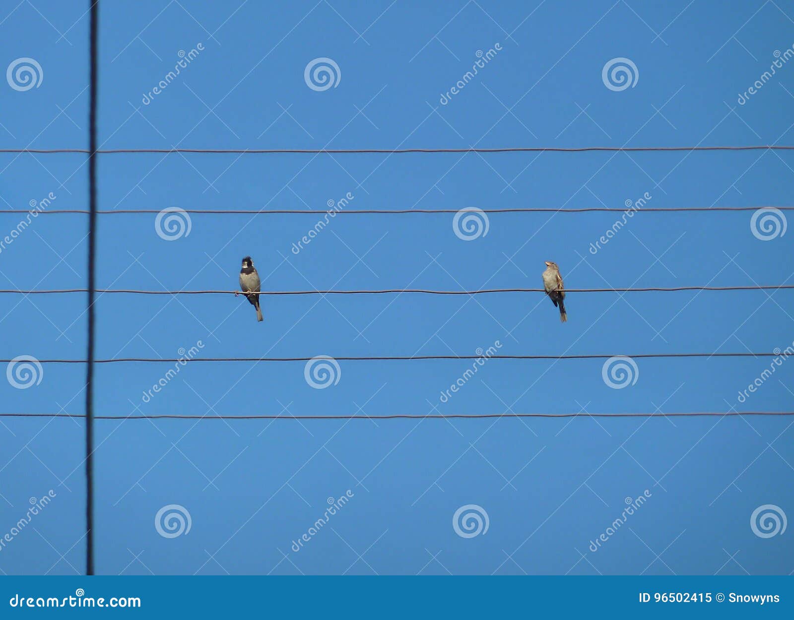 Two Birds Sitting on the Wire Stock Image - Image of lines, electrical ...