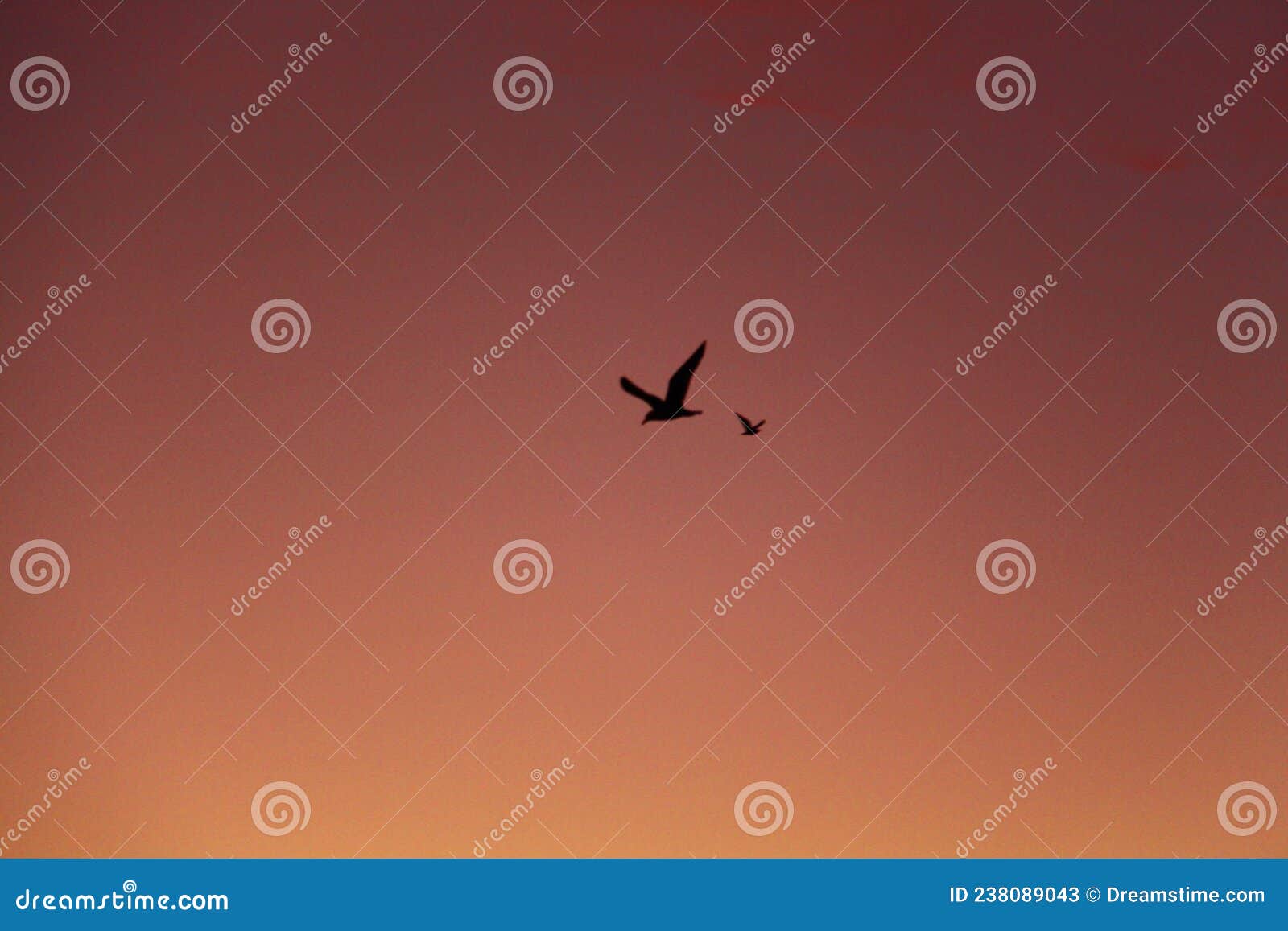 Two Birds in the Sky of Monaco Stock Image - Image of birds, wood ...