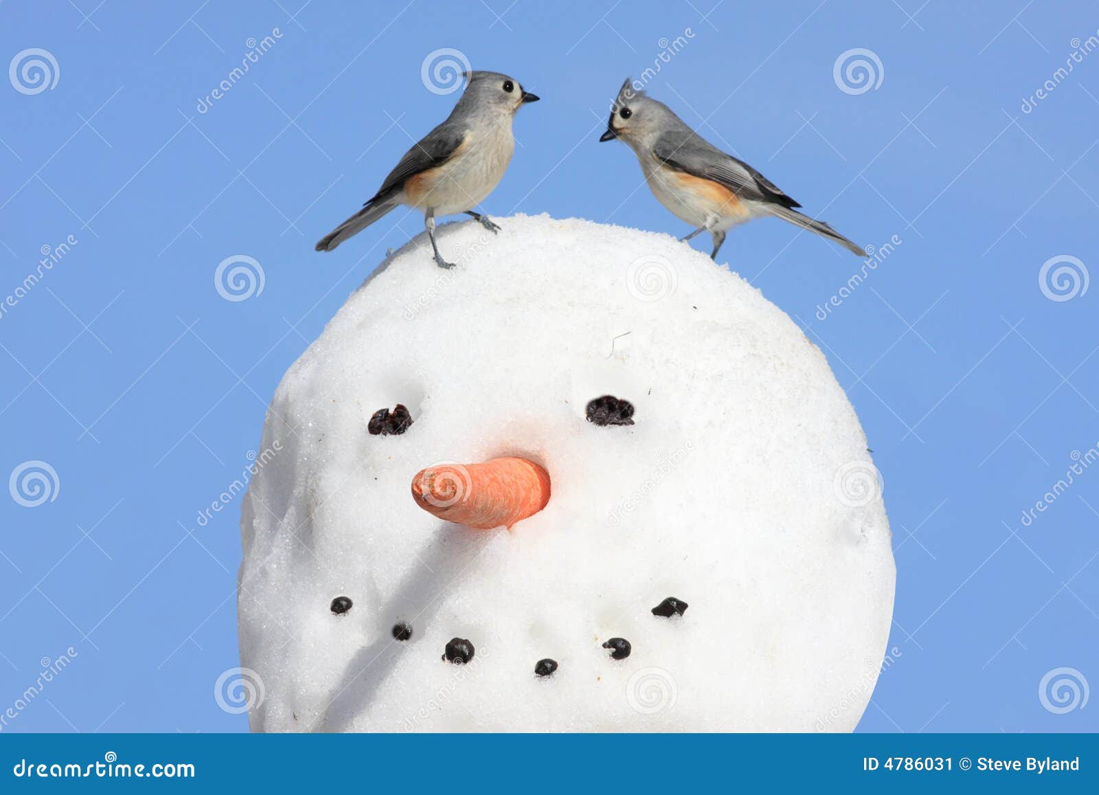 Two Birds on a Snowman stock image. Image of freeze, baeolophus - 4786031
