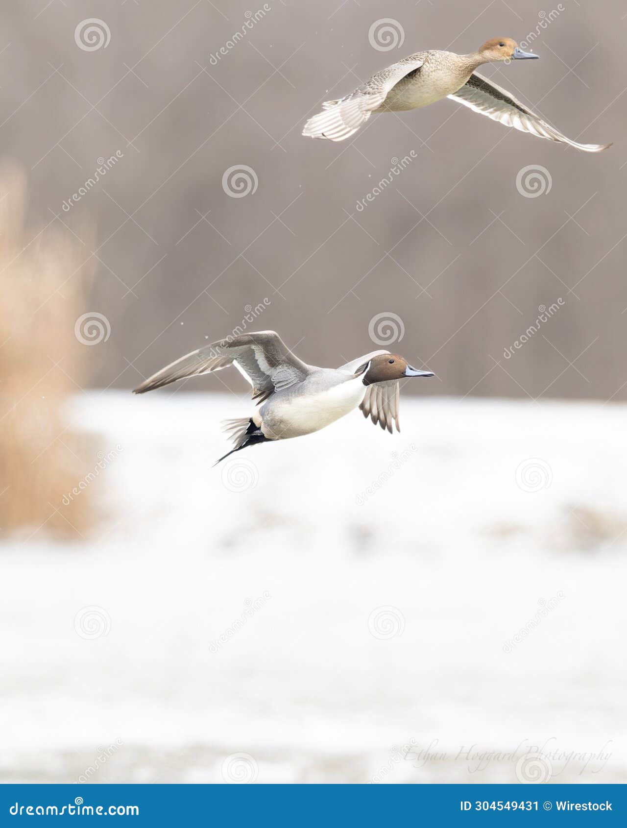 Two Birds Flying in the Snow Outside on a Cold Day Stock Image - Image ...