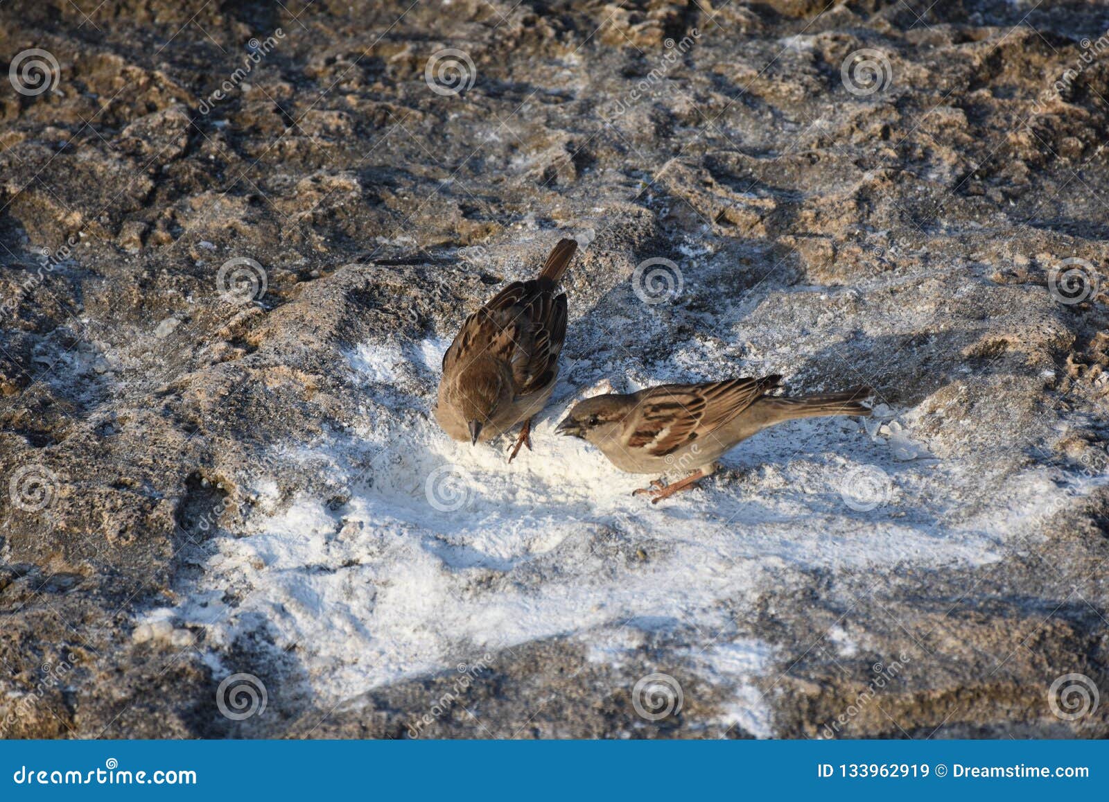 Two Birds Standing on White Sand. Stock Image - Image of wings, light ...