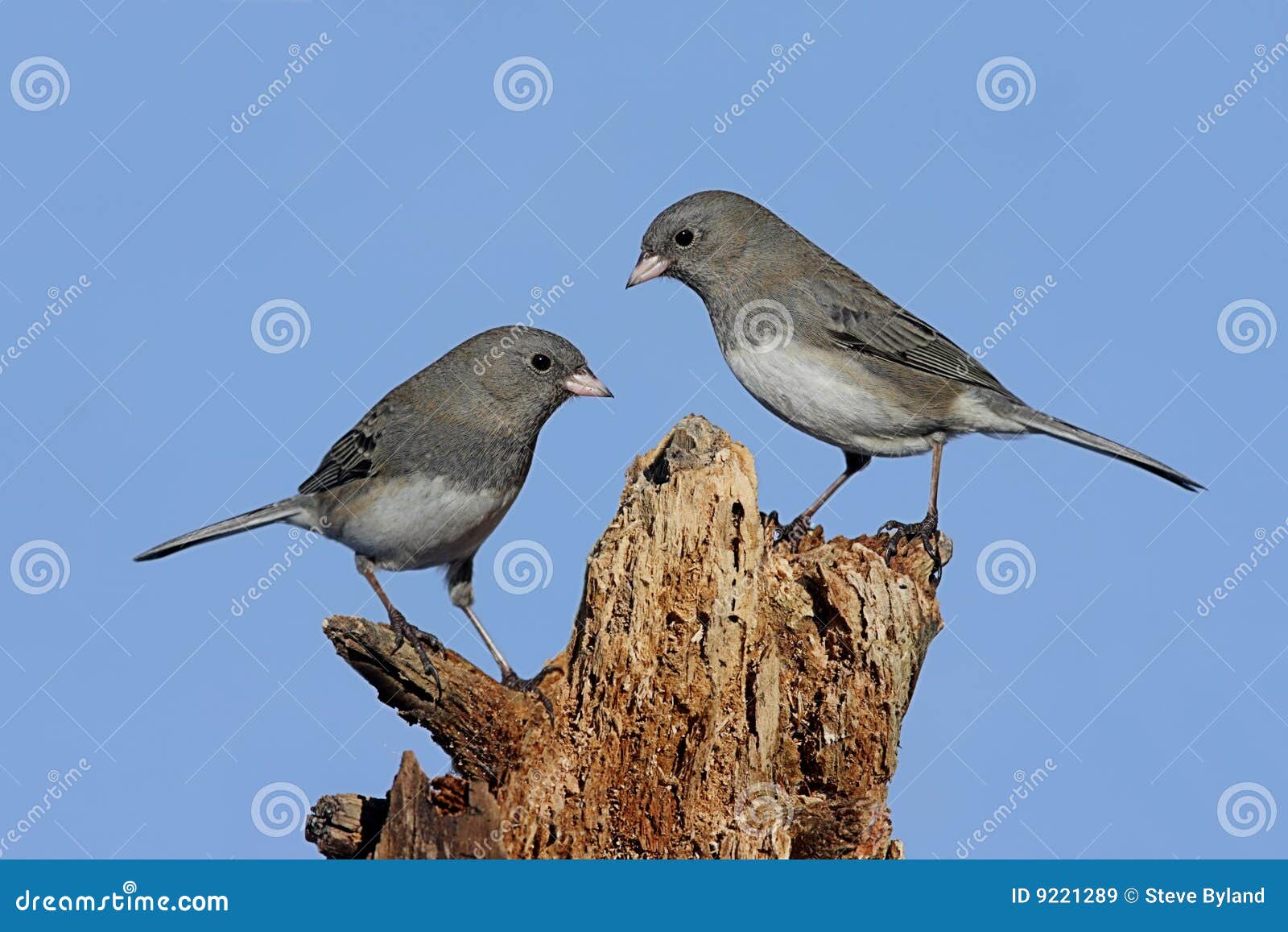 Two Birds on a Stump stock image. Image of fauna, avian - 9221289