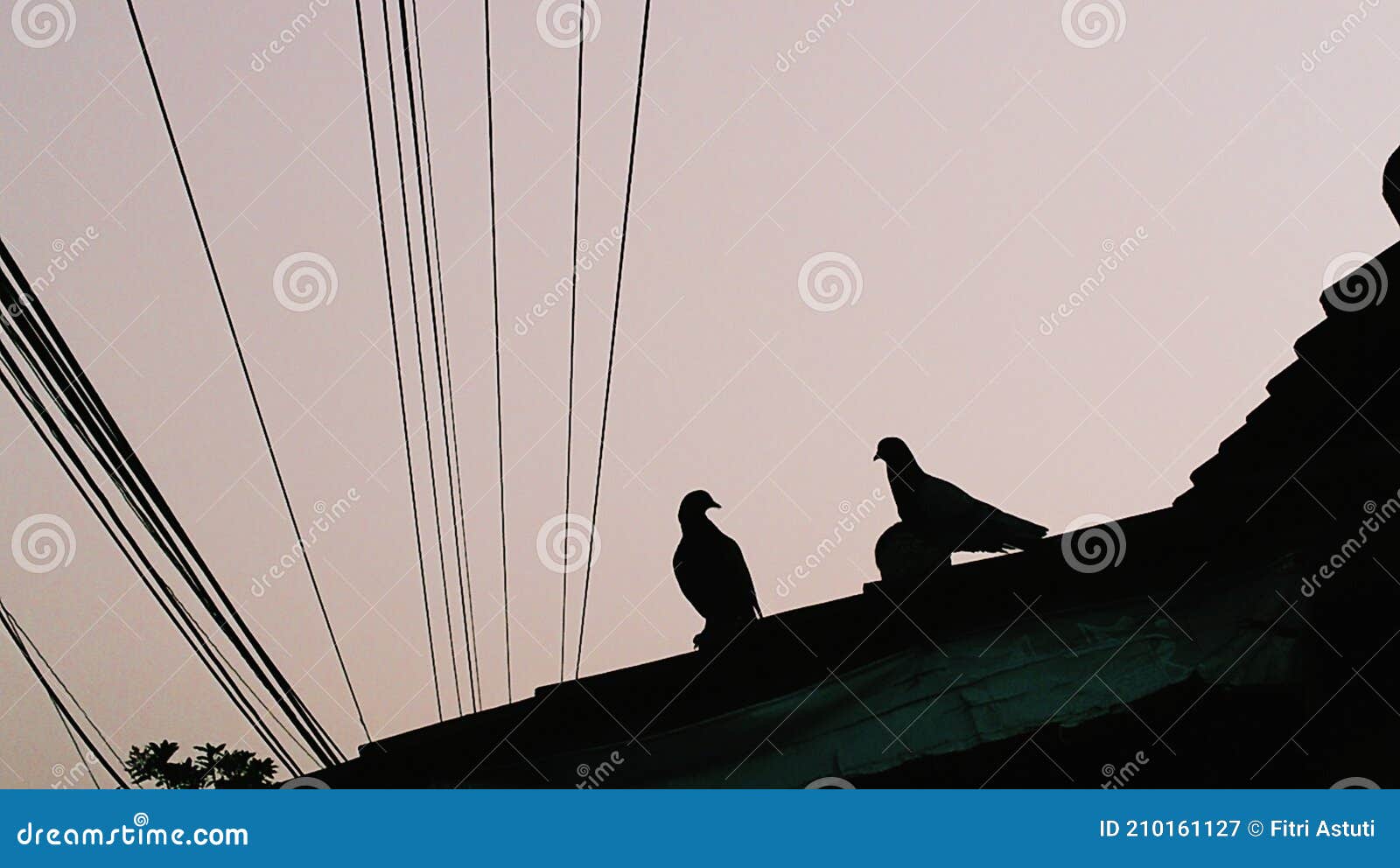 Two birds talking at dusk stock image. Image of window - 210161127