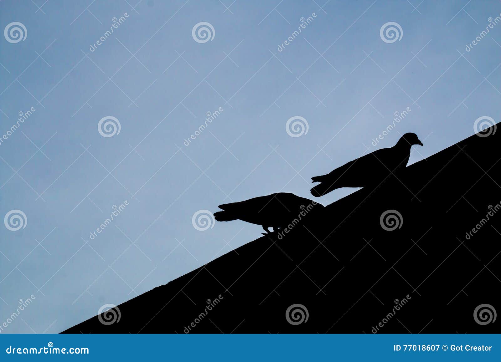 Two birds together stock image. Image of backlit, sunset - 77018607