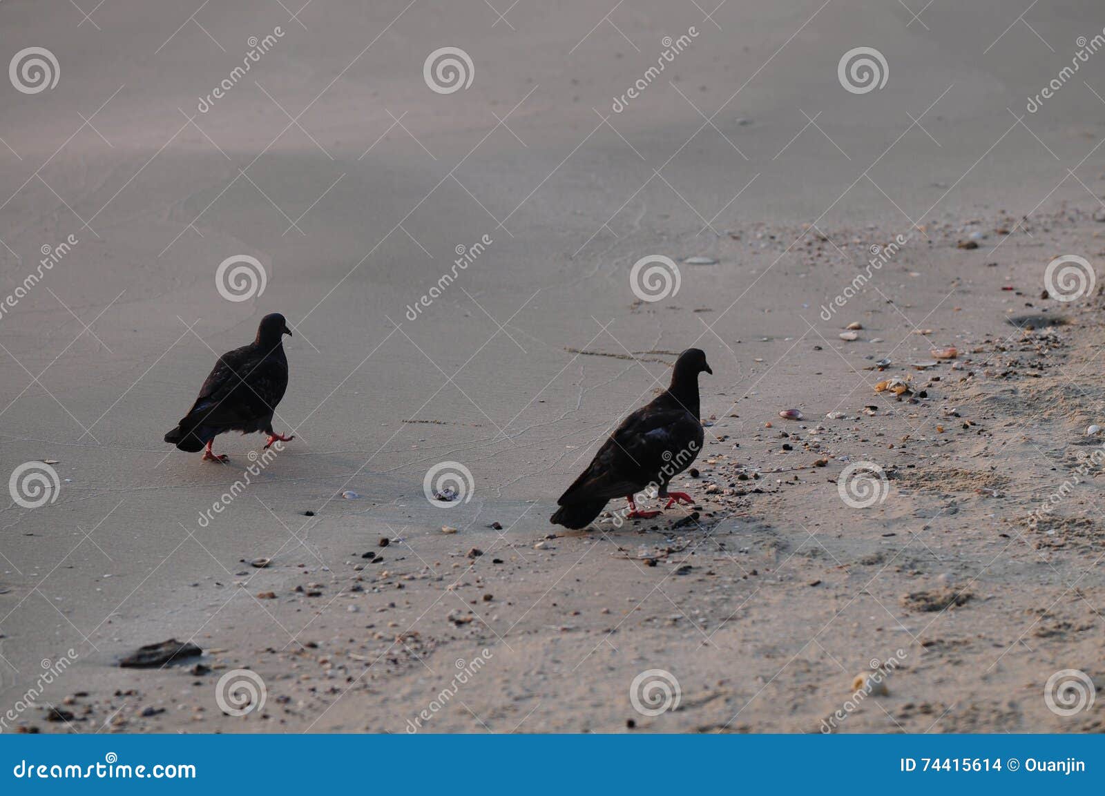 Two Birds: Together we Walk Stock Photo - Image of freinds, birds: 74415614