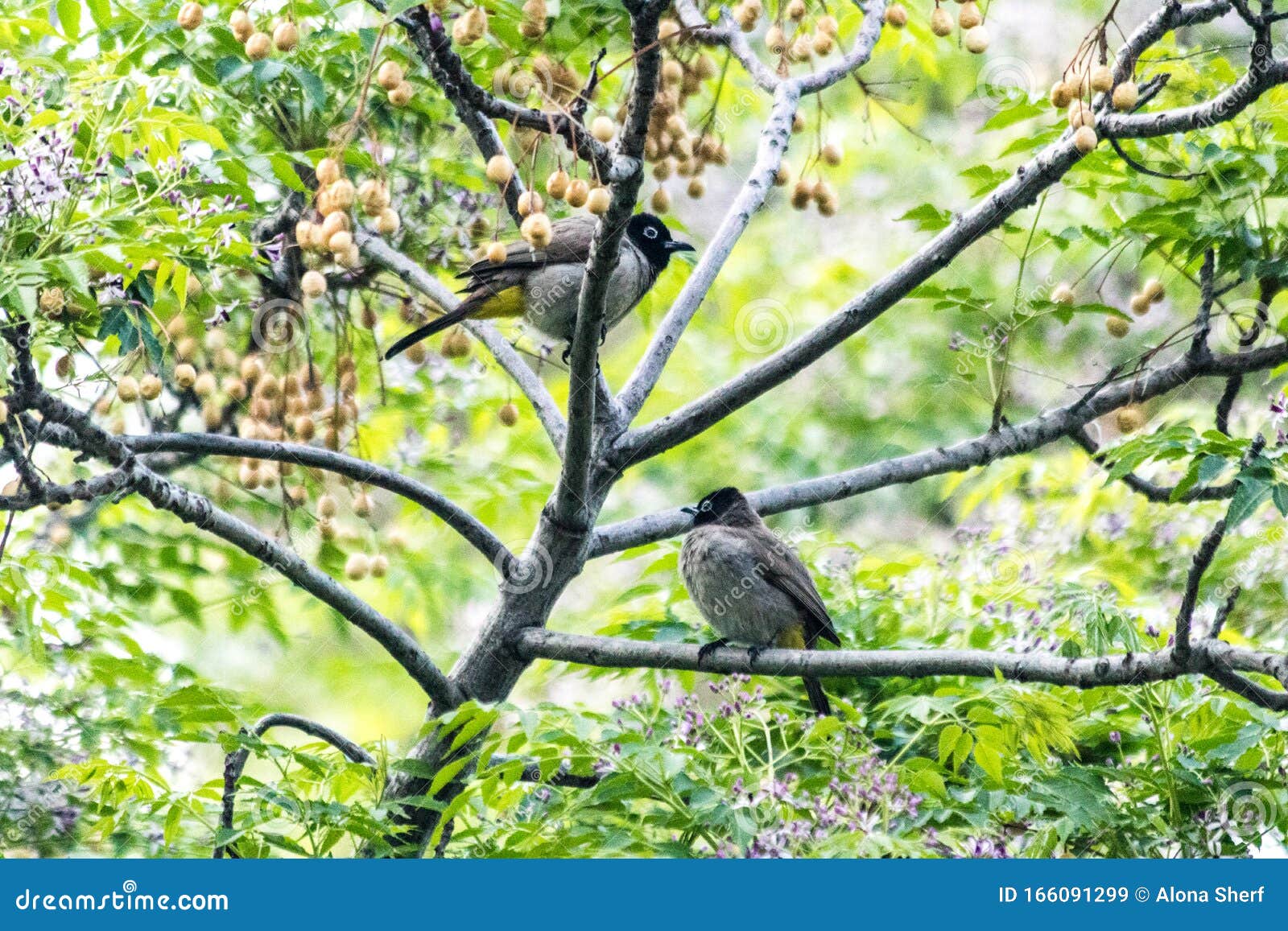 Two birds on a tree branch stock image. Image of outdoor - 166091299