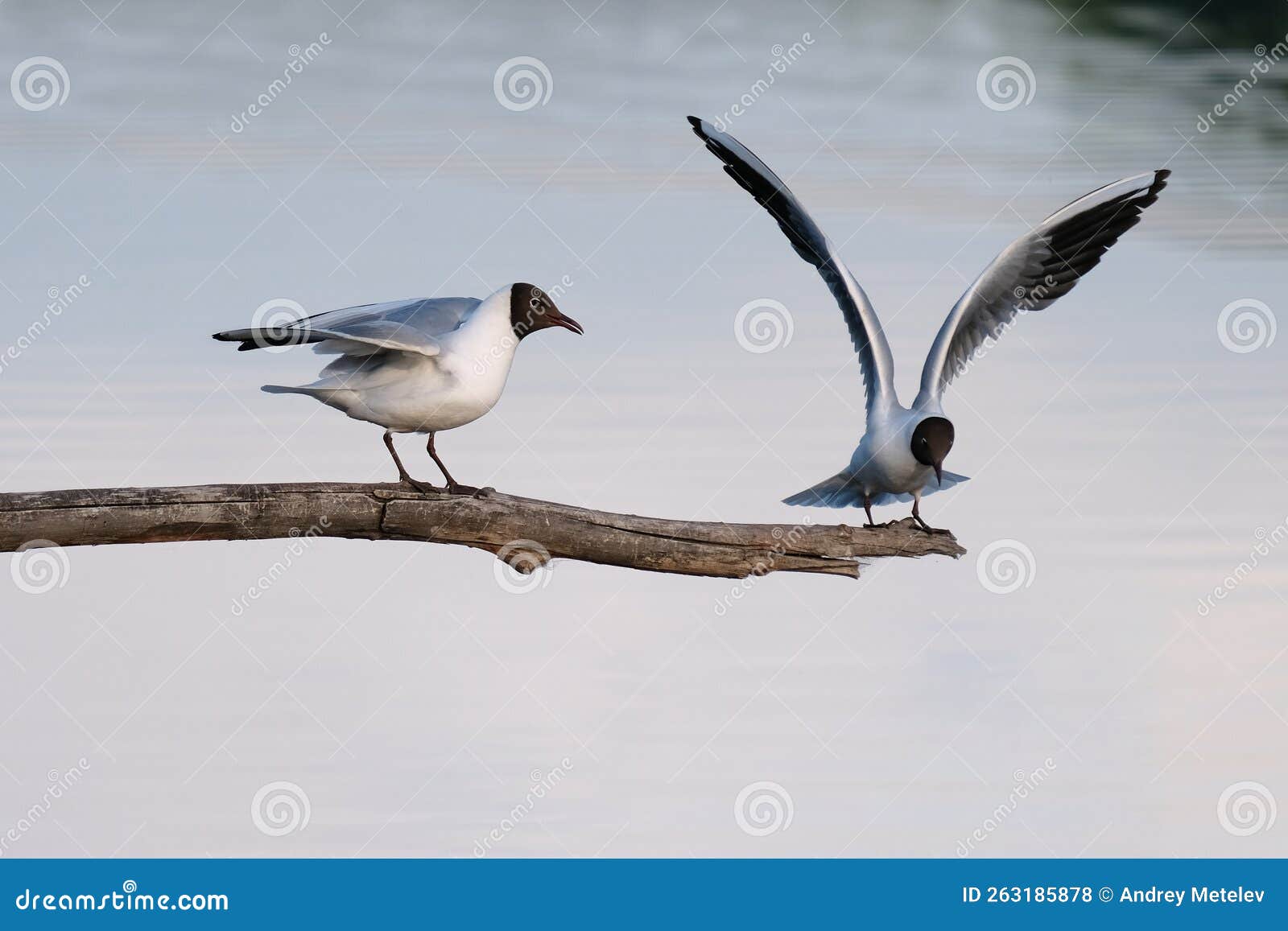 Two Birds on a Tree Branch by the River. One Screams at the Other Stock ...