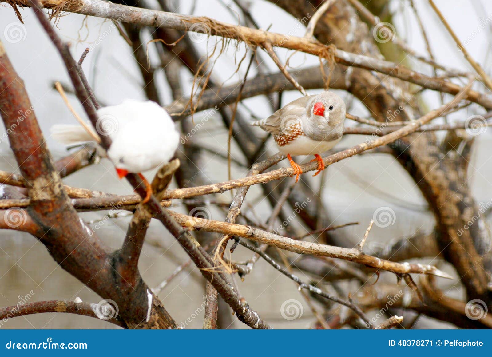 Two birds in a tree. stock image. Image of countryside - 40378271