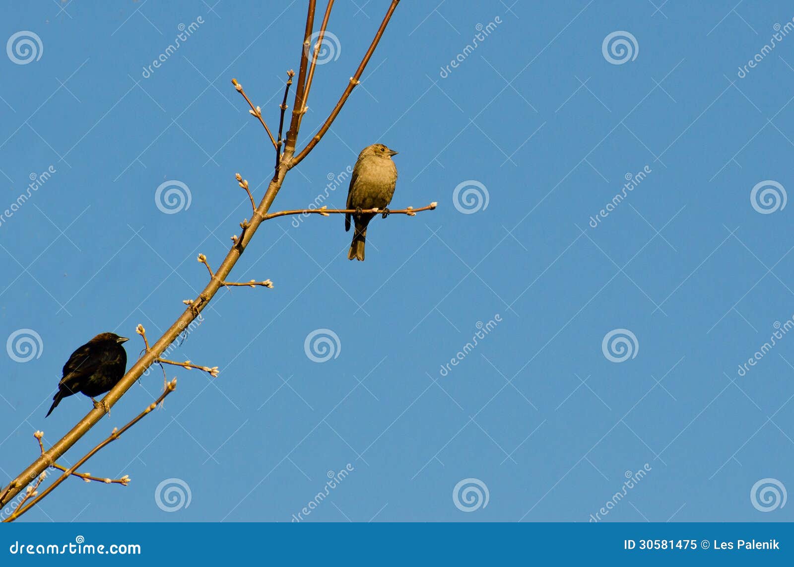 Two birds stock image. Image of wild, spring, pair, branch - 30581475