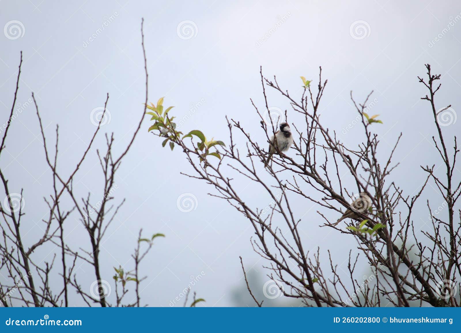 Two birds at the tree too stock photo. Image of blossom - 260202800