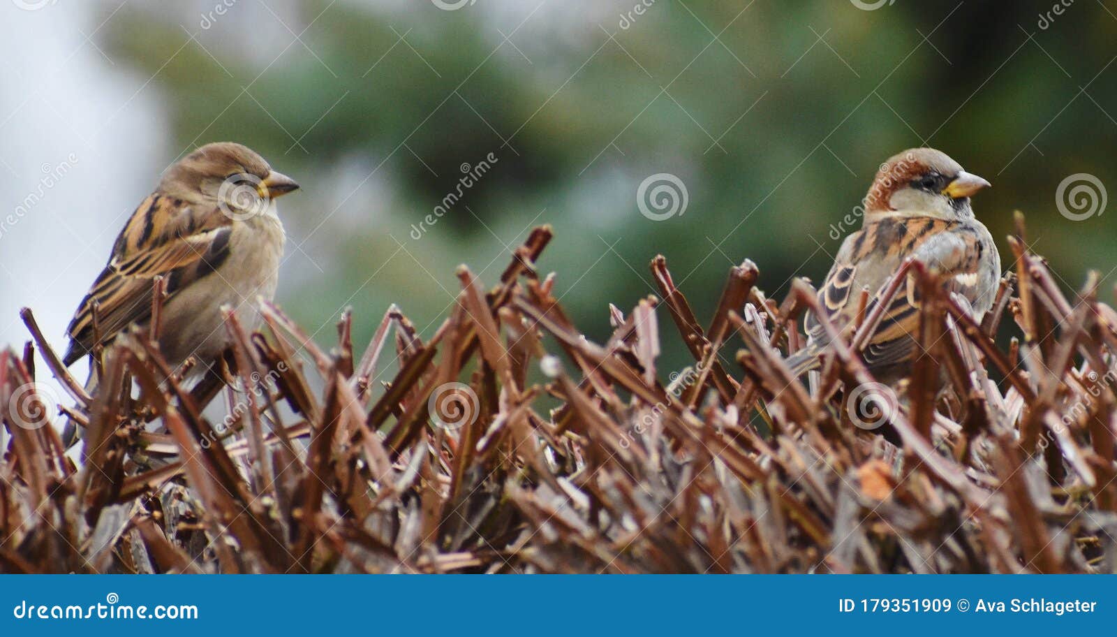 Two birds stock image. Image of nature, friends, chirping - 179351909