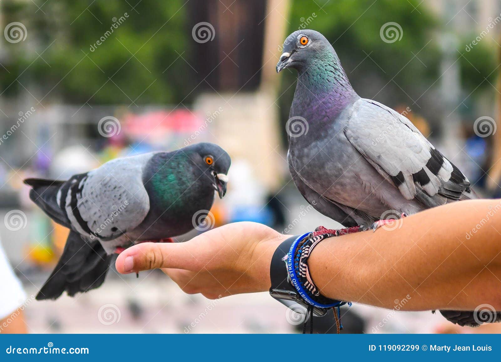 Two Birds stock image. Image of land, wings, dove, birds - 119092299