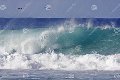 Two birds and a wave stock photo. Image of wave, tropical - 43554