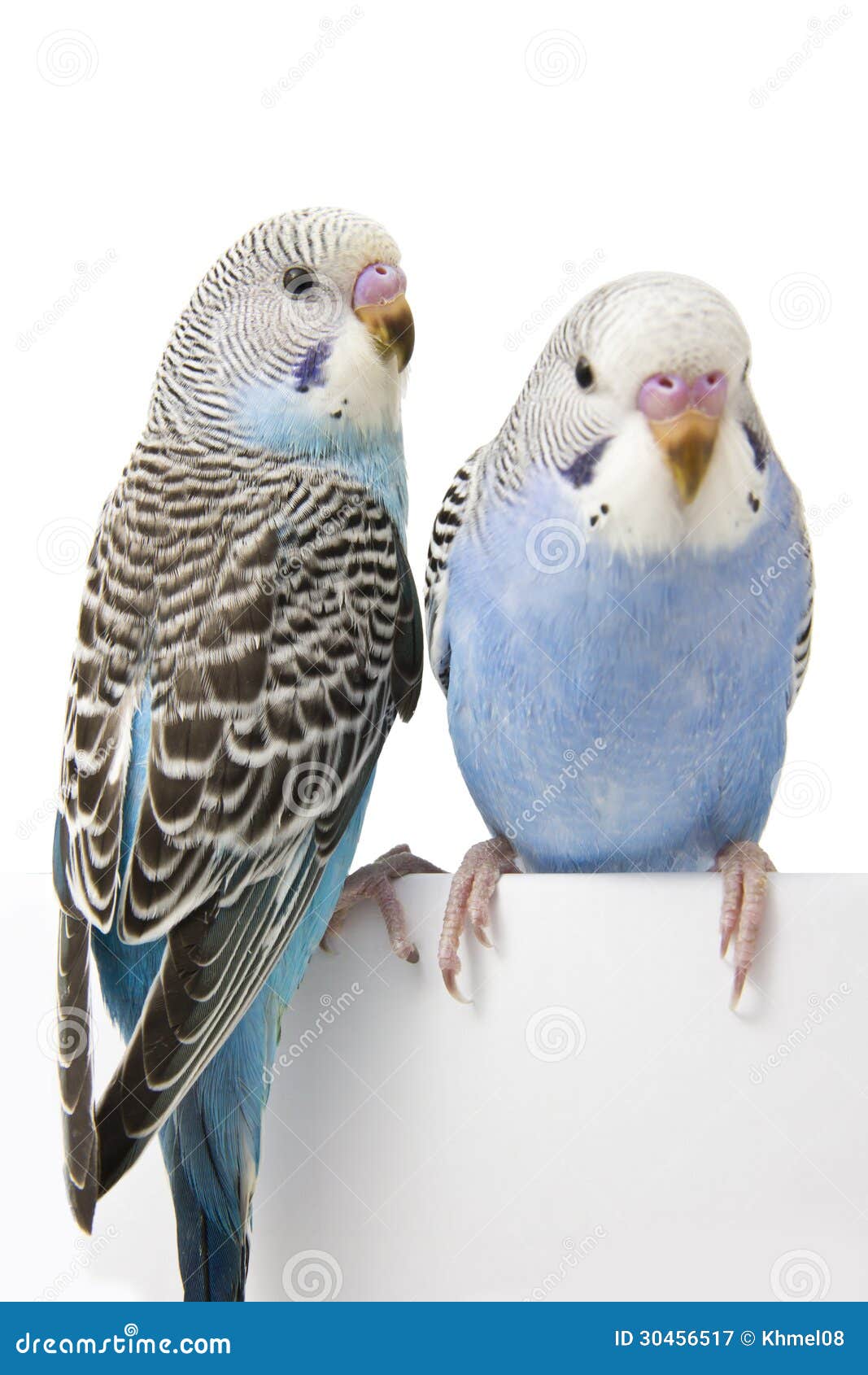 Parakeet Budgie White