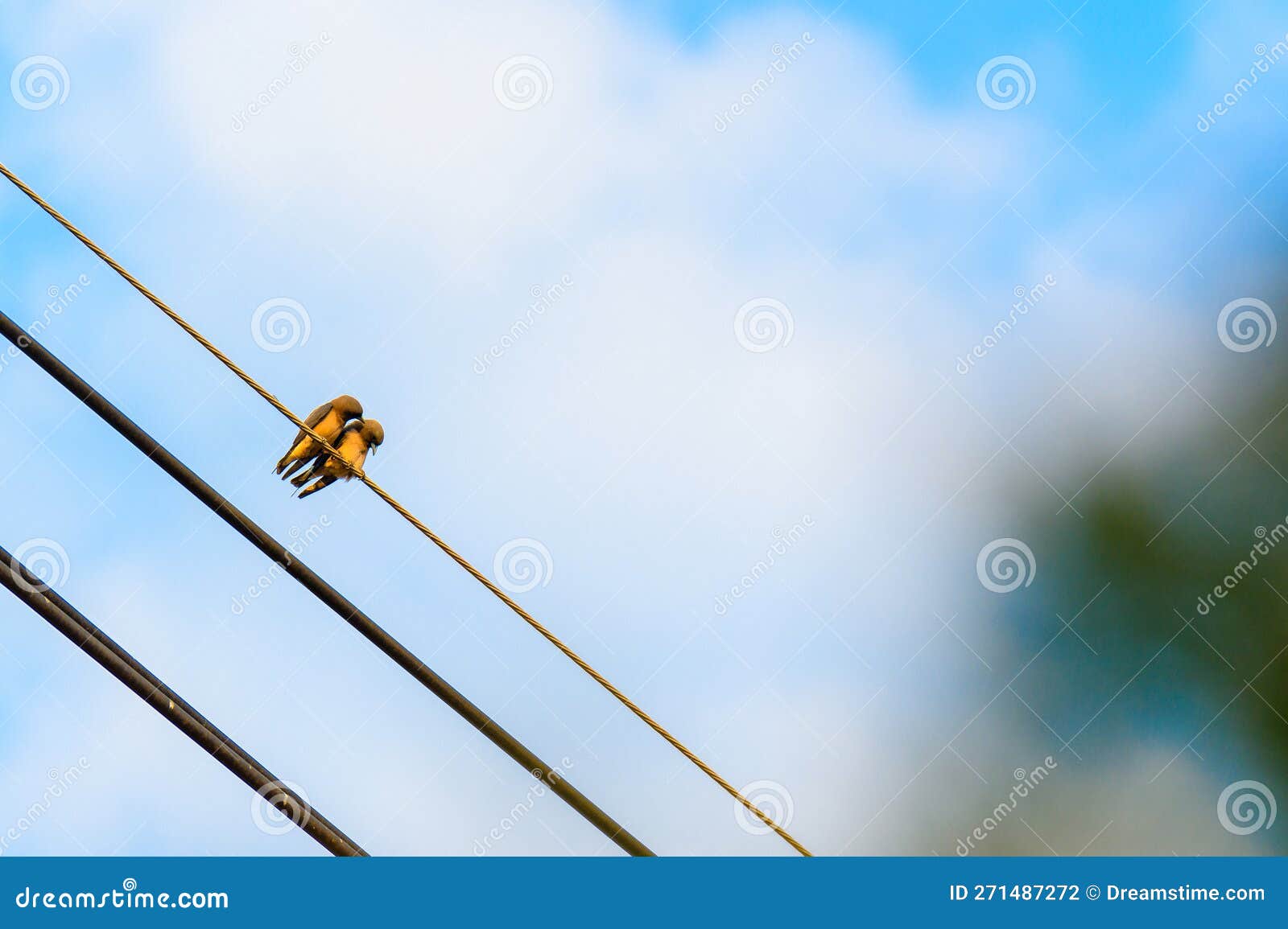 Two birds on a wire stock photo. Image of side, wild - 271487272