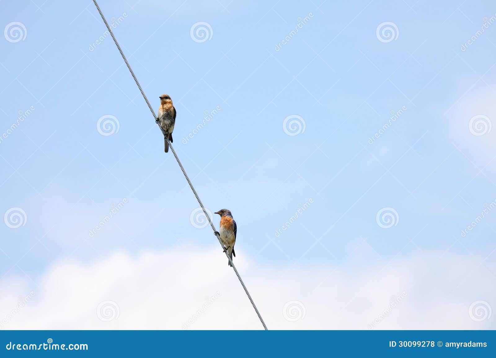 Birds on a wire stock photo. Image of sitting, nature - 30099278
