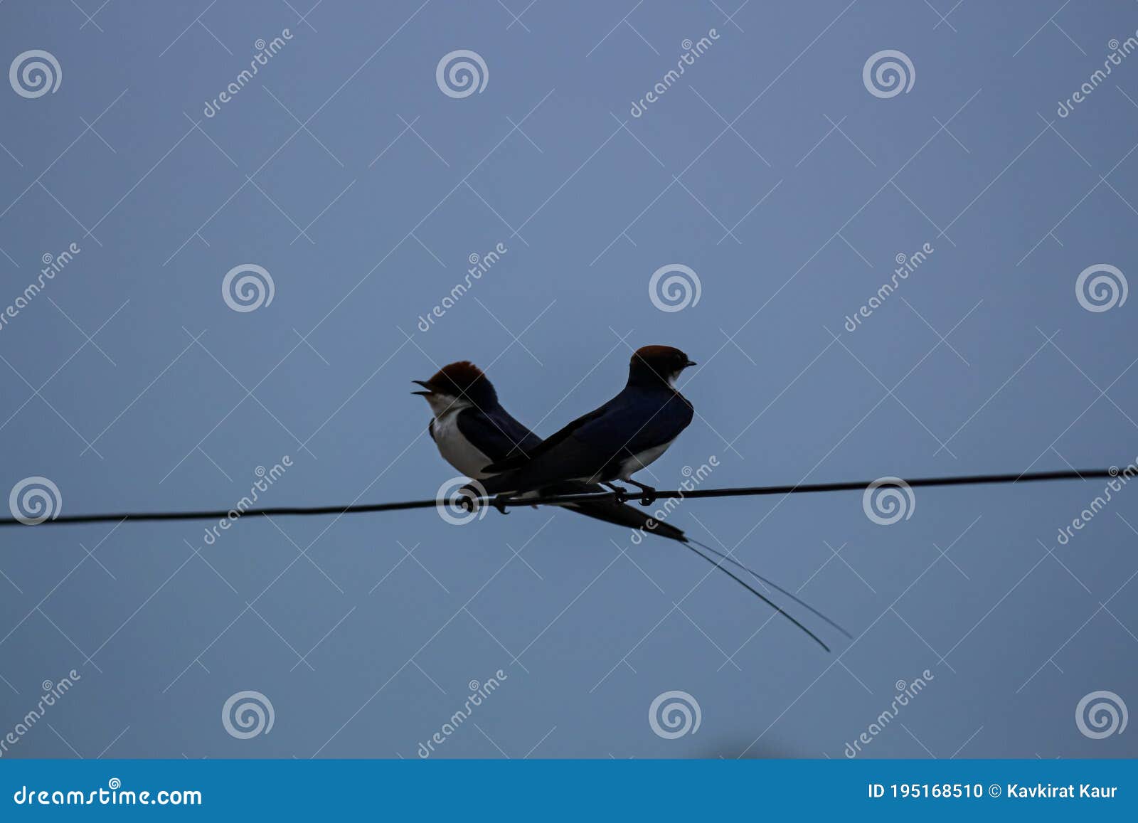 Two birds on a wire stock photo. Image of bird, alone - 195168510