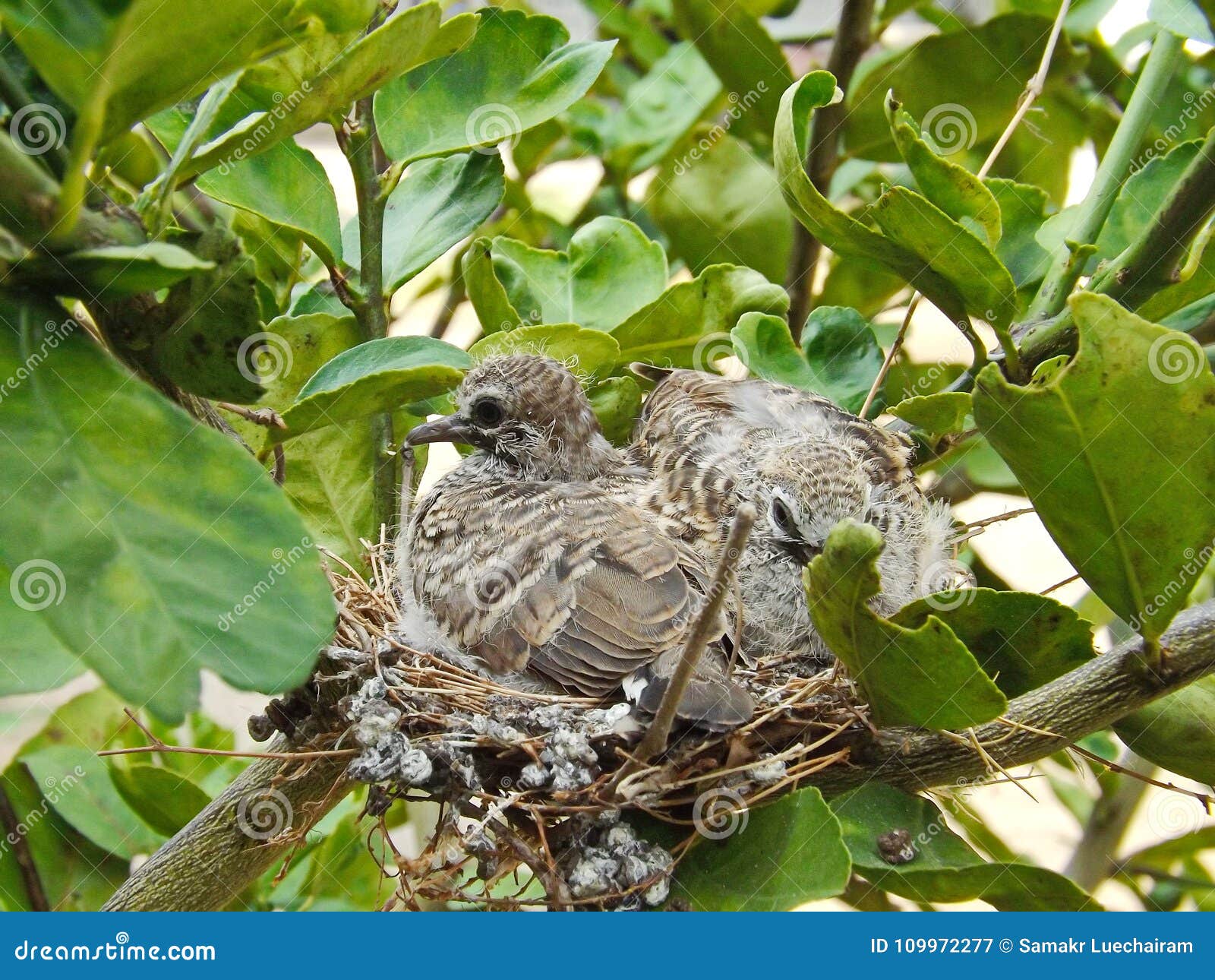 Two Birds, Zebra Dove, in Their Nest. Stock Image - Image of closeup ...