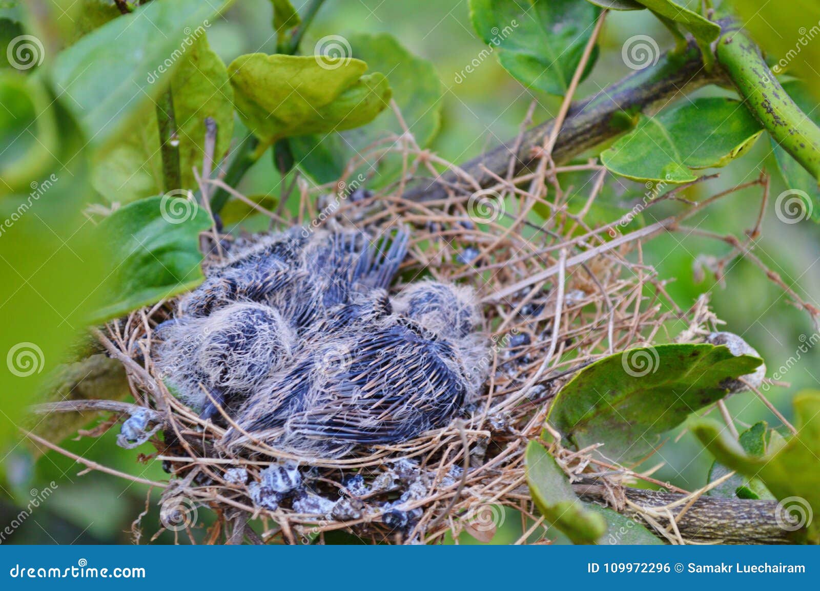Two Birds, Zebra Dove, in Their Nest. Stock Photo - Image of natural ...