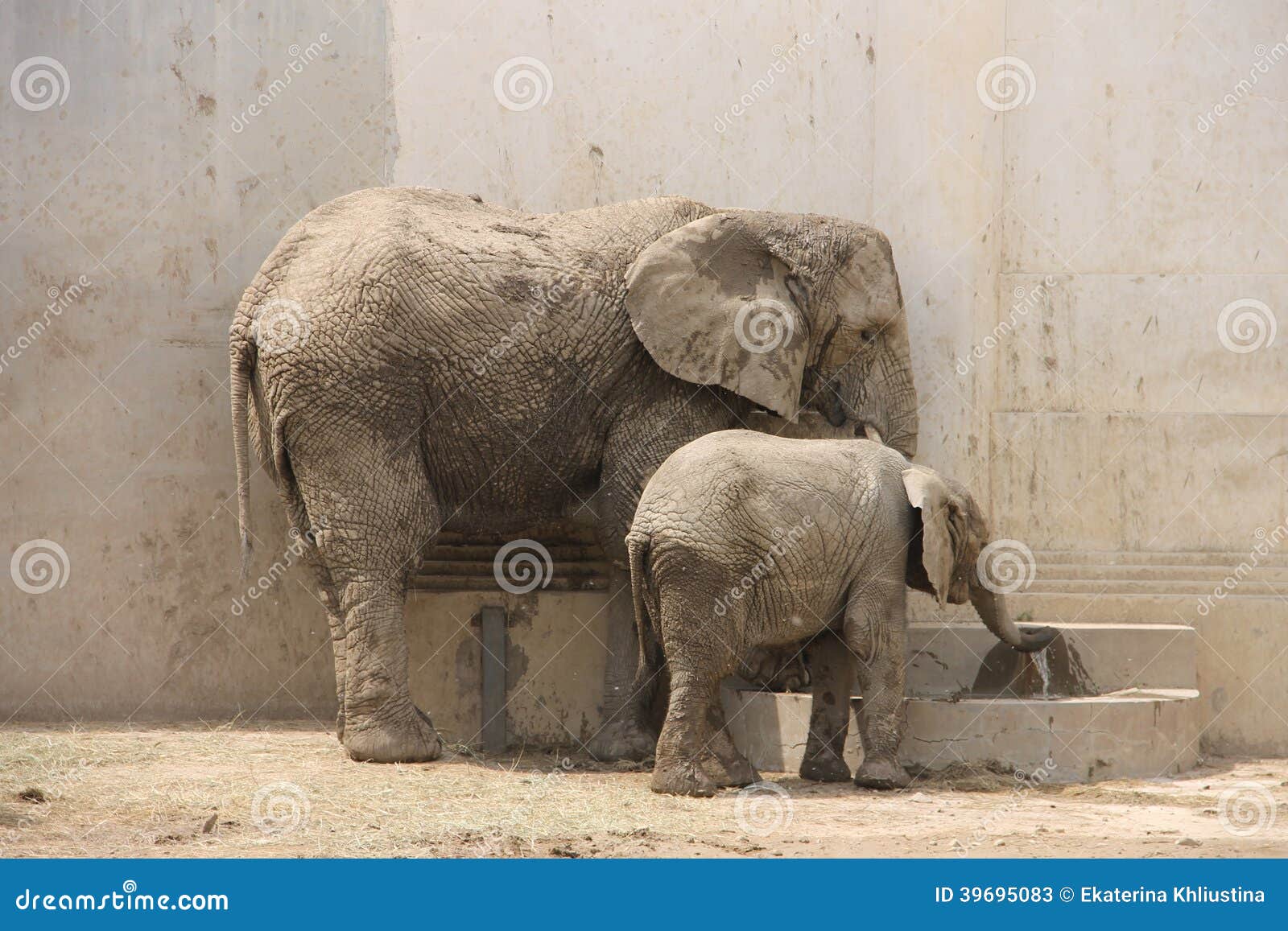 Two Bishops Near the Trough in the Zoo Stock Image - Image of calf ...