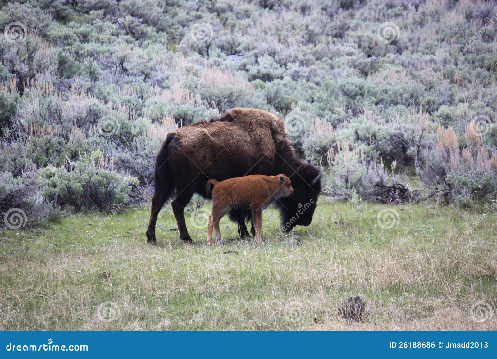 Two bison stock photo. Image of meadow, bison, calf, cattle - 26188686
